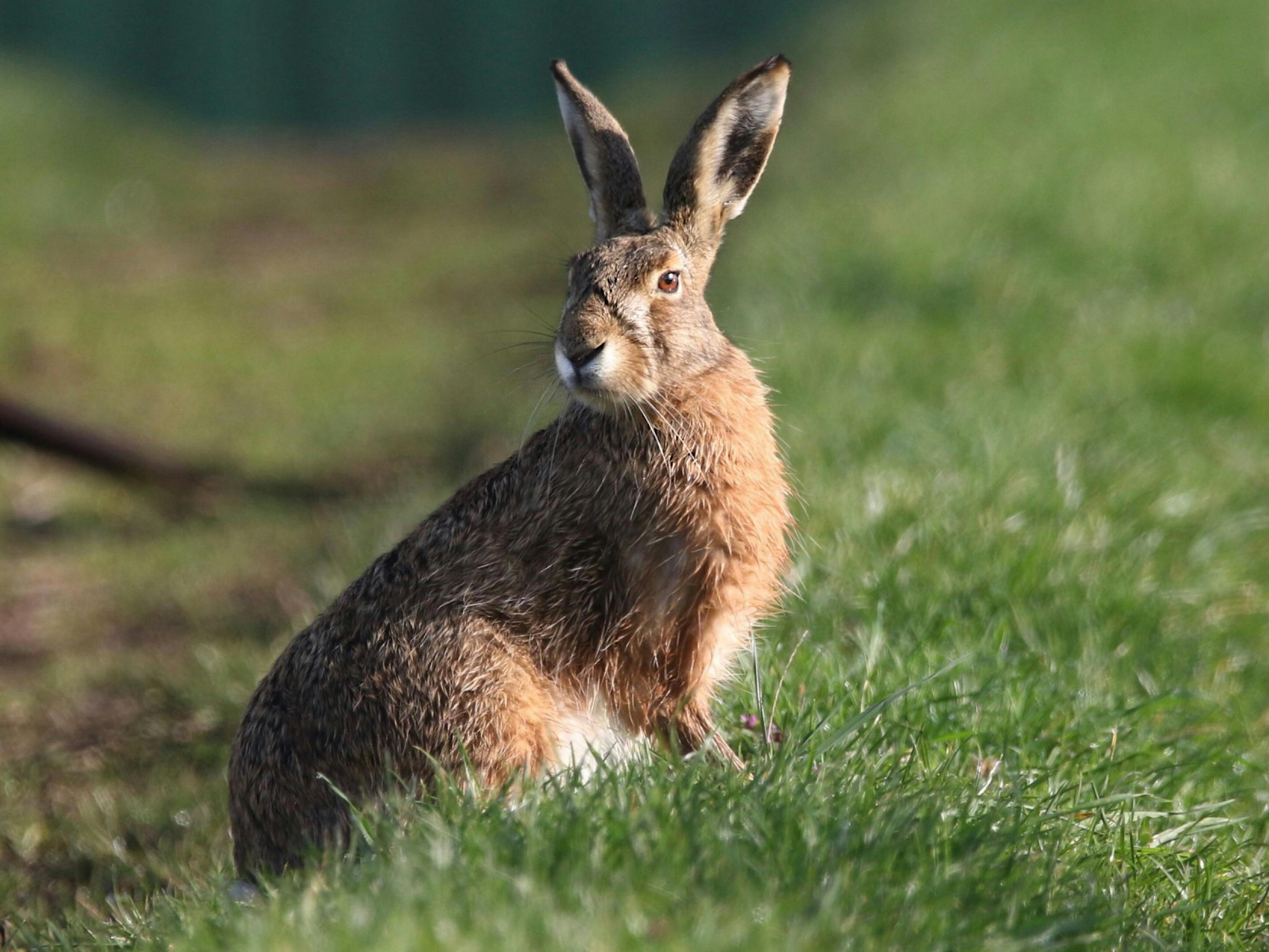 Brown Rabbit On Green Grass Field · Free Stock Photo