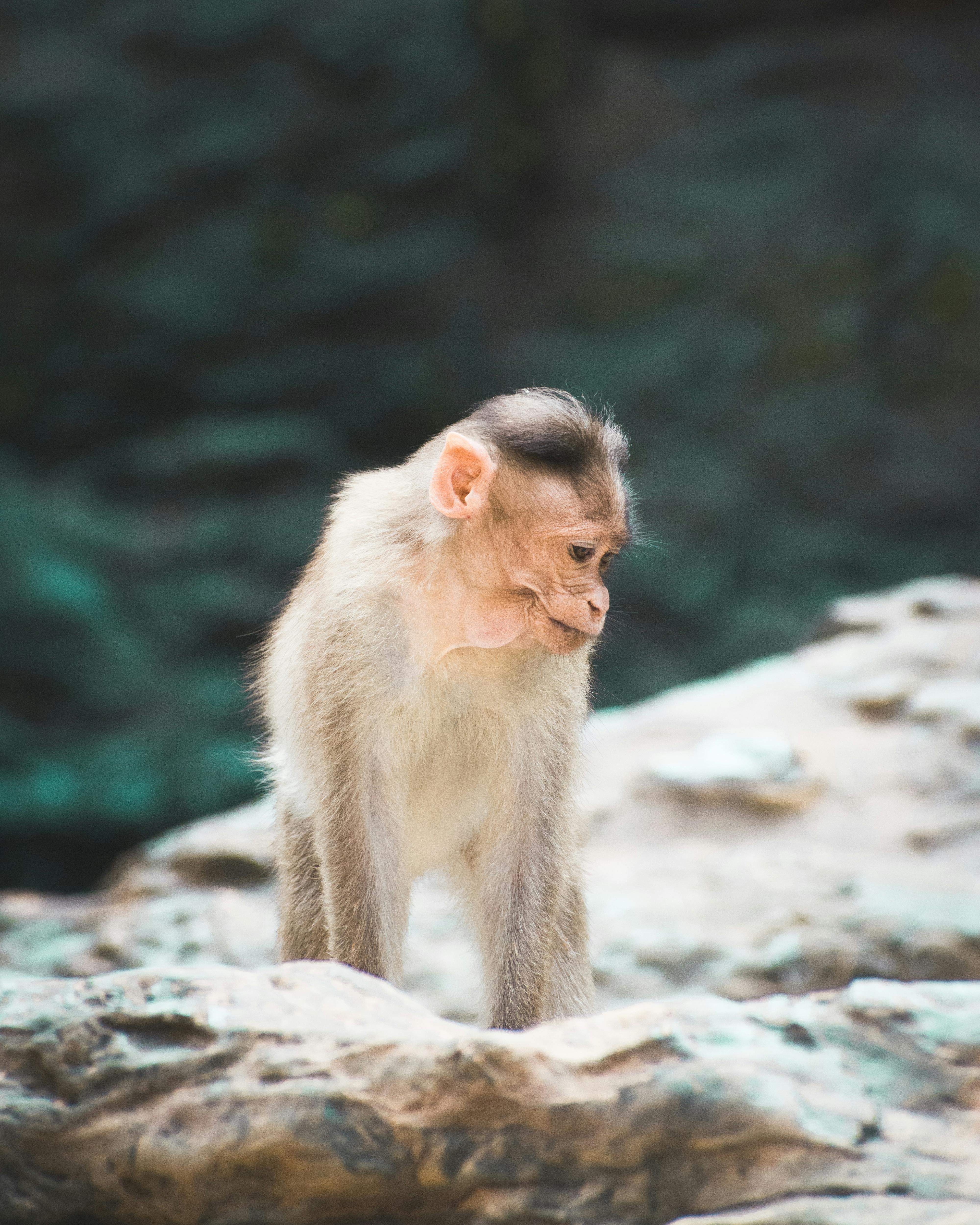 Brown Monkey On A Rock · Free Stock Photo