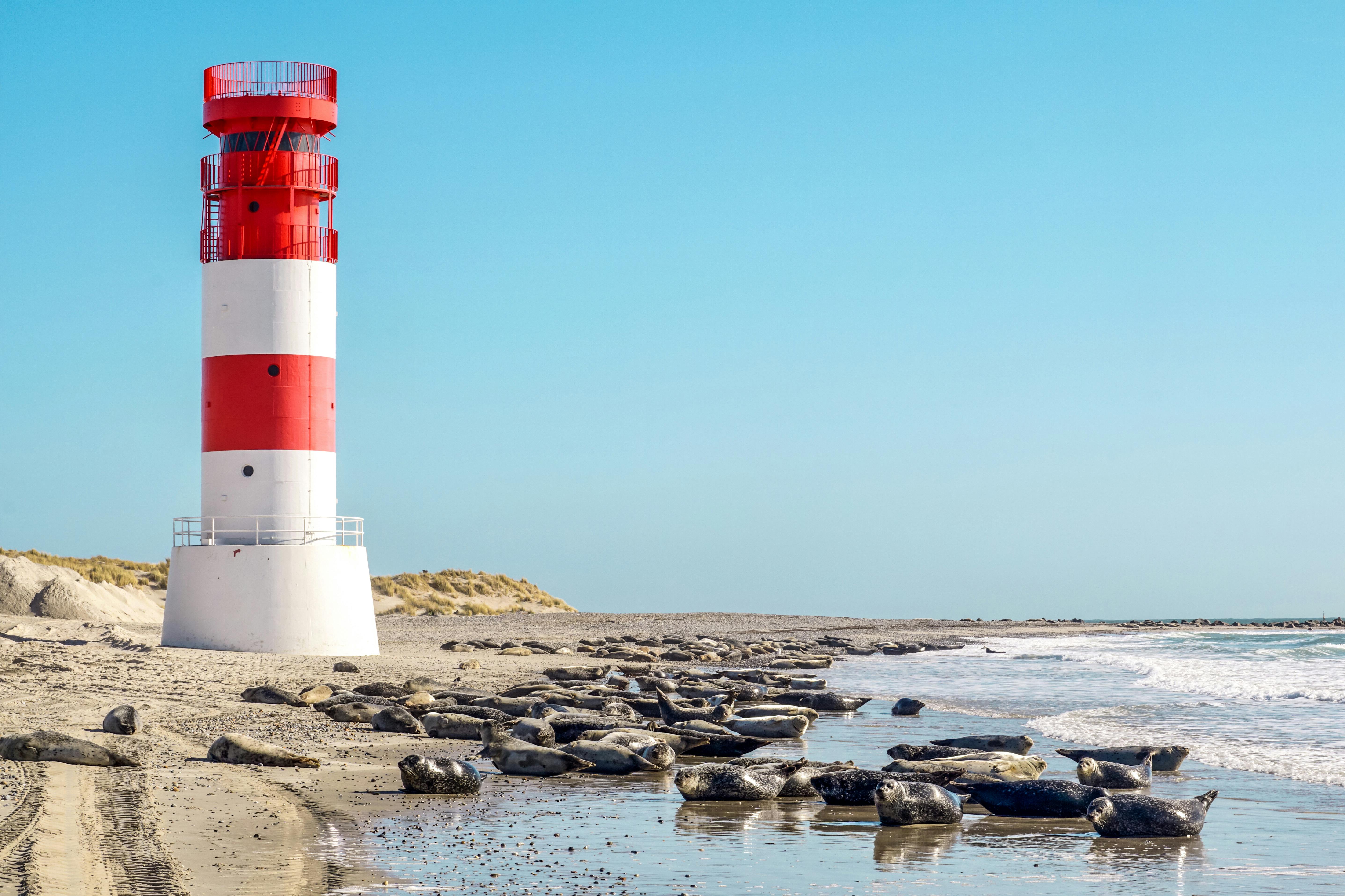 White and Red Lighthouse on Shore · Free Stock Photo
