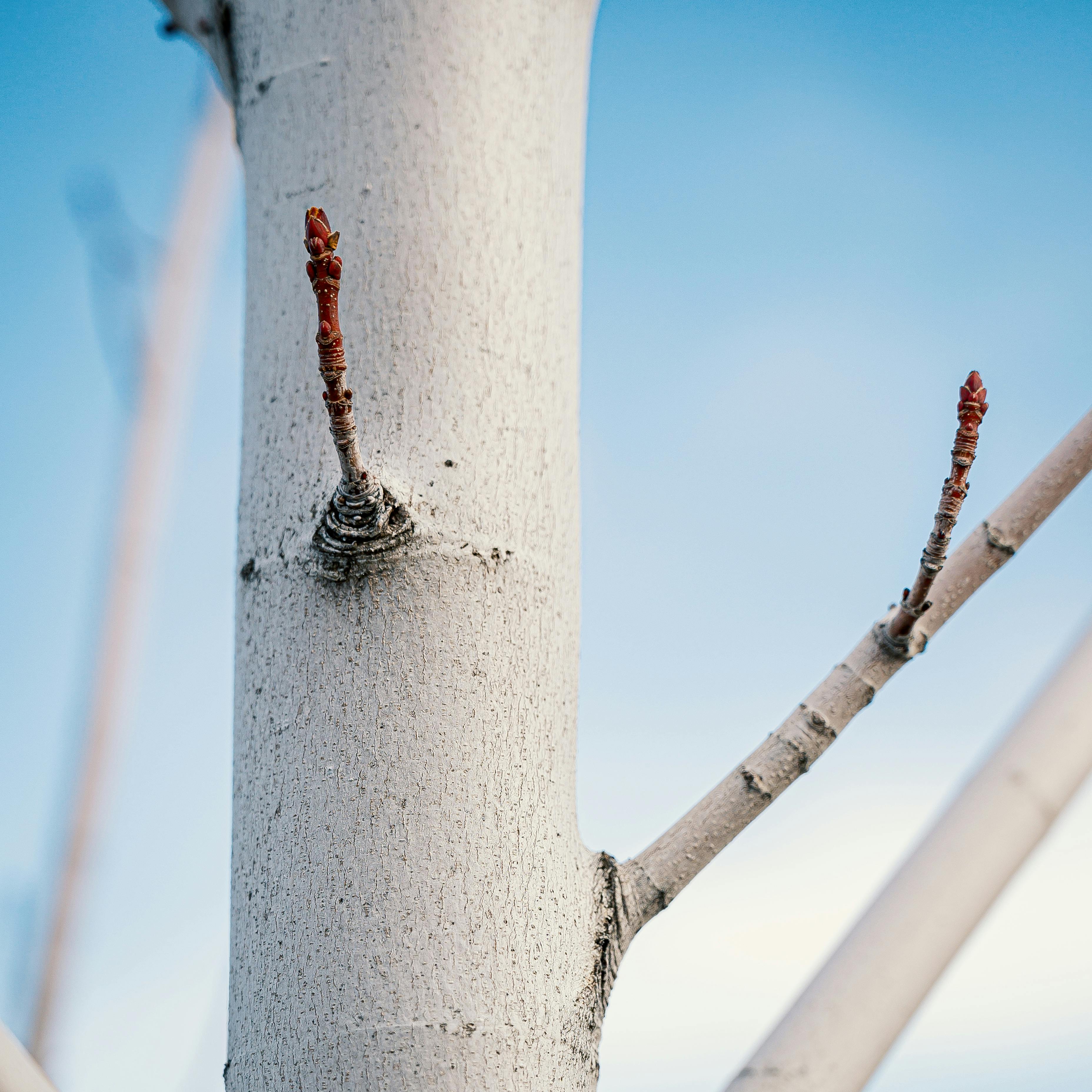 Gray Tree Trunk · Free Stock Photo