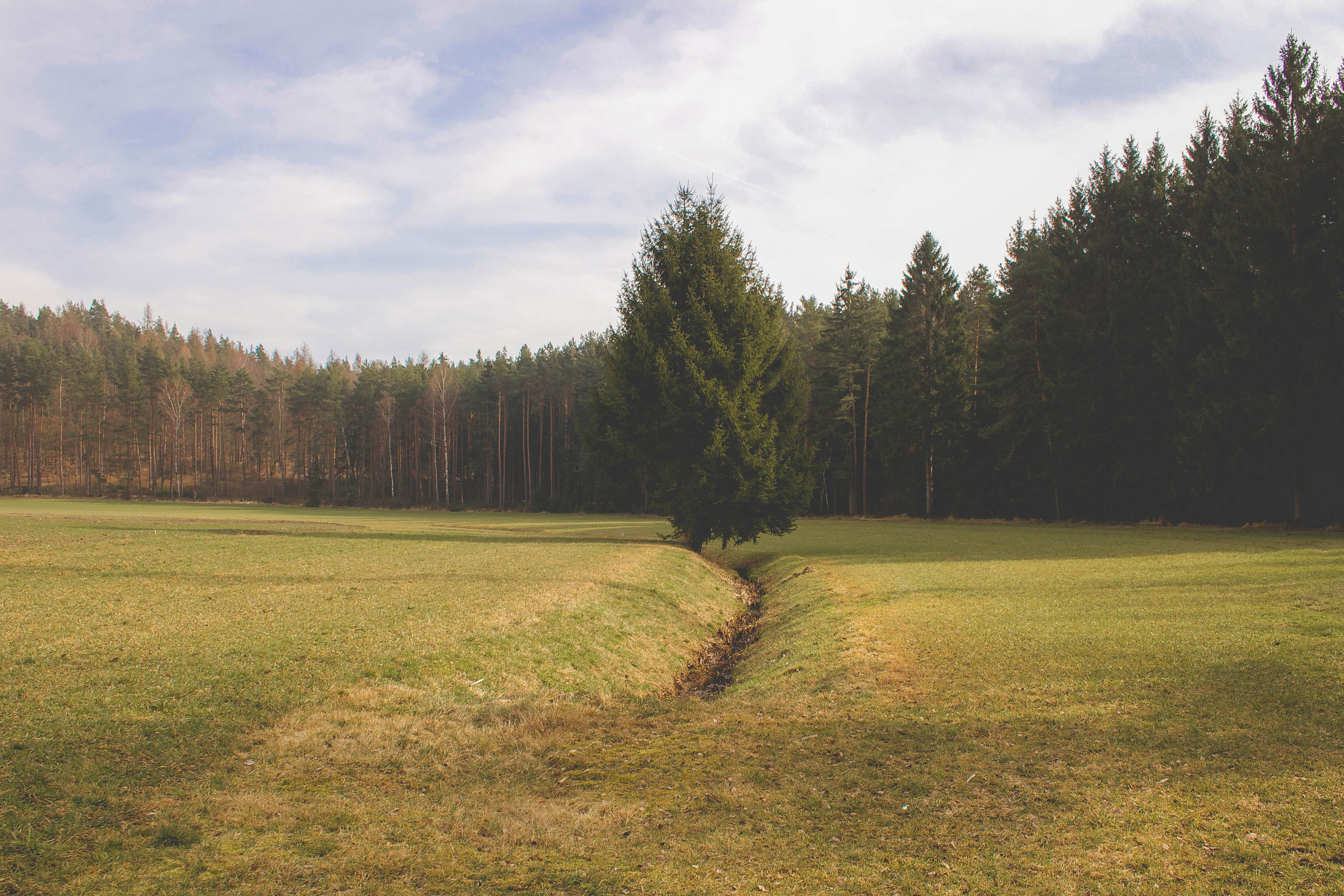 Kostenloses Foto zum Thema: nadelwald, waldboden