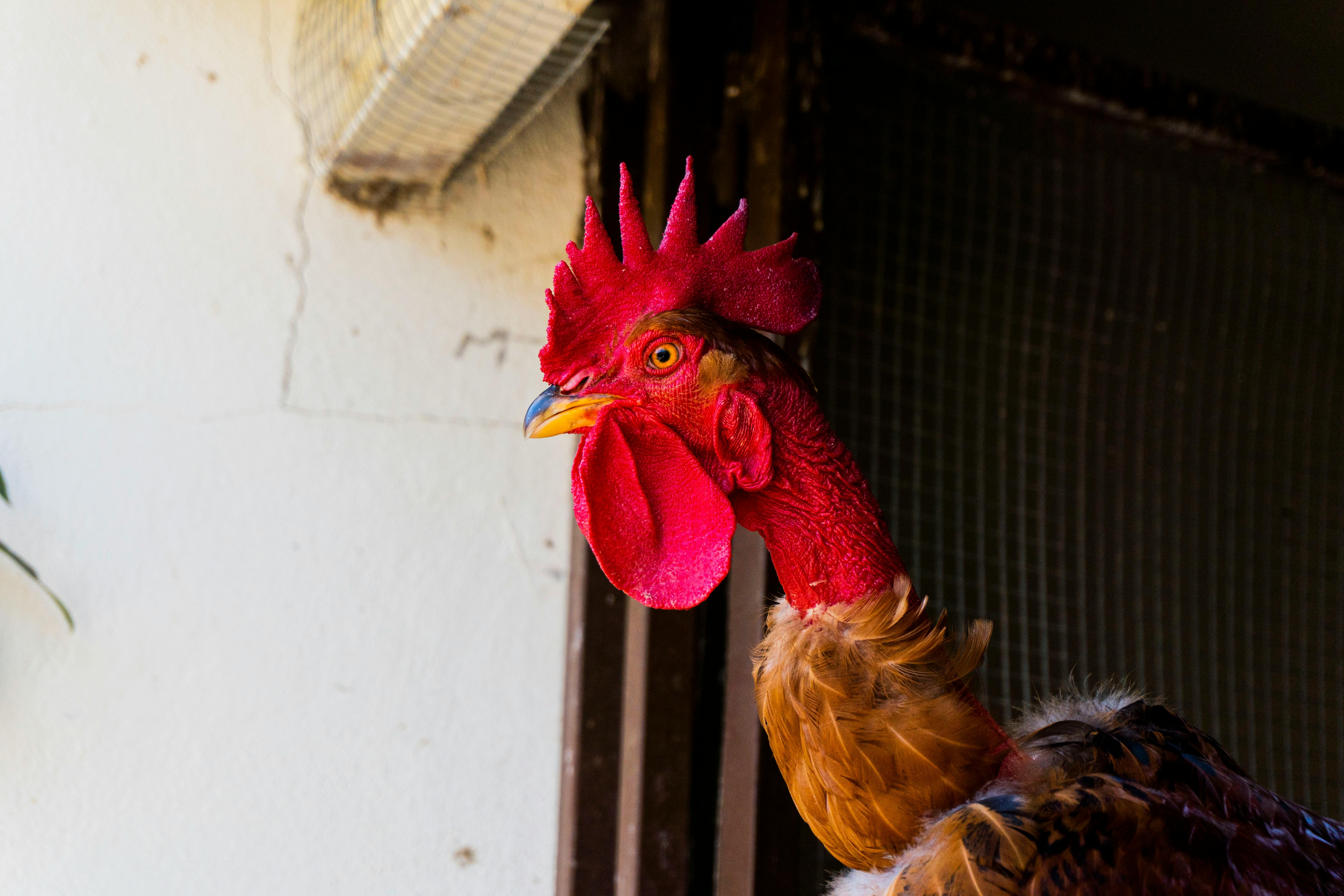 Brown Rooster · Free Stock Photo