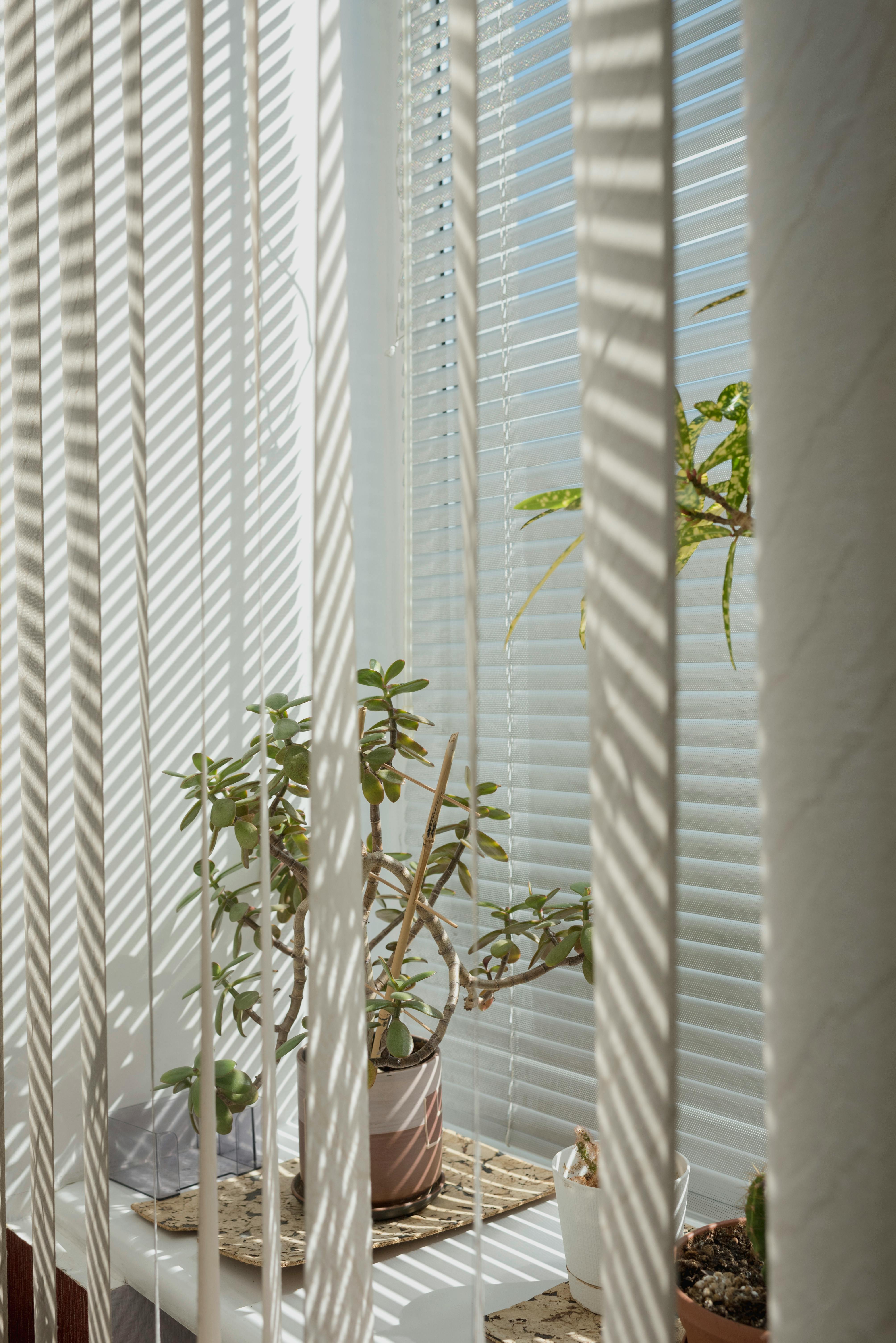 Green Plant Near White Window Curtain · Free Stock Photo
