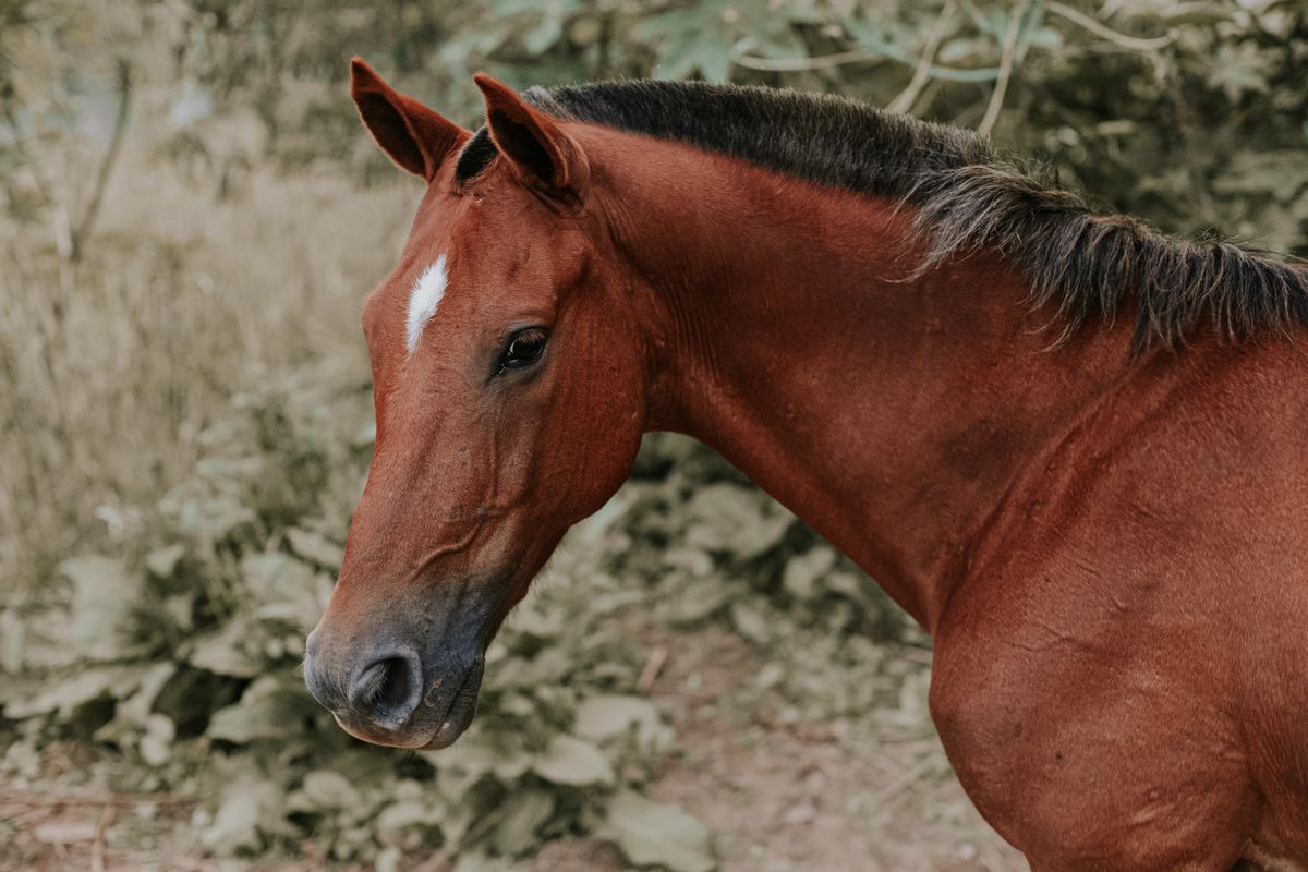 Discovering Hanoverian Horses: Breeding, History, and Traits