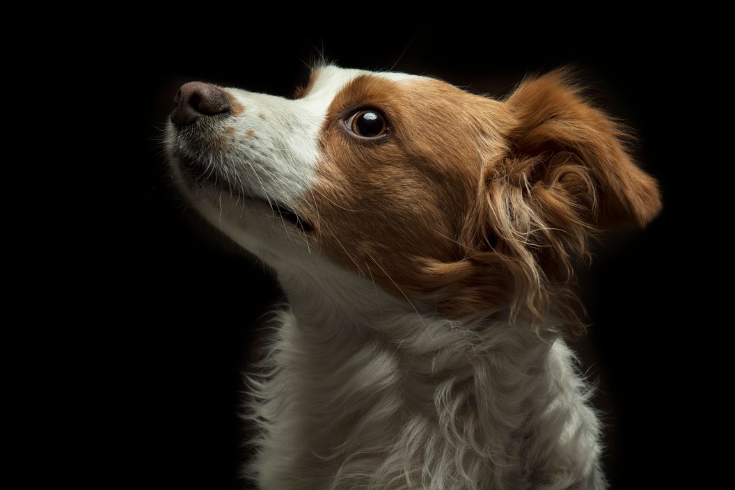 Discovering the Hmong Bobtail Dog: Origins and Care Guide