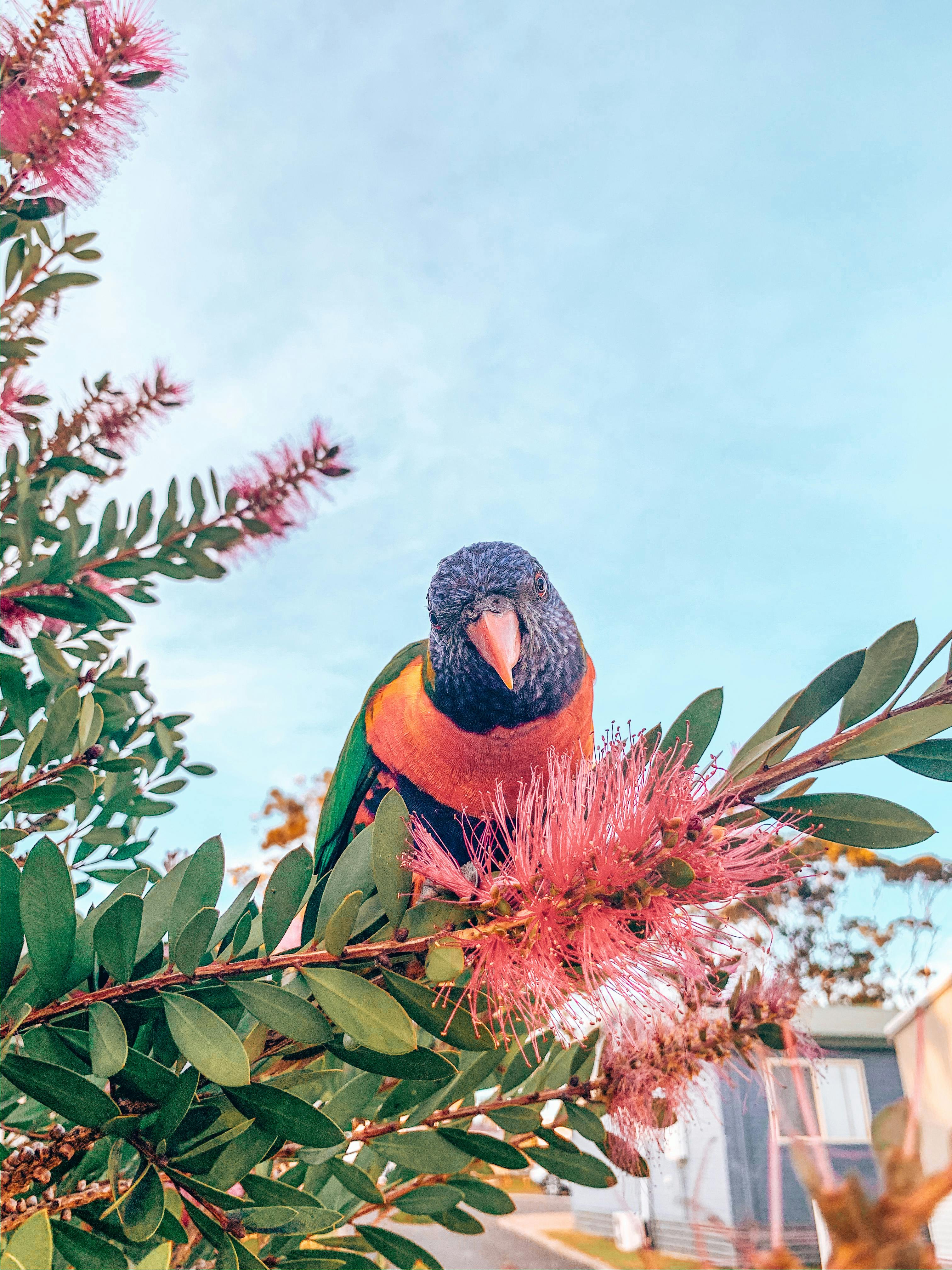 Australian nature 5 Photos & Videos Collected by Julia Grove