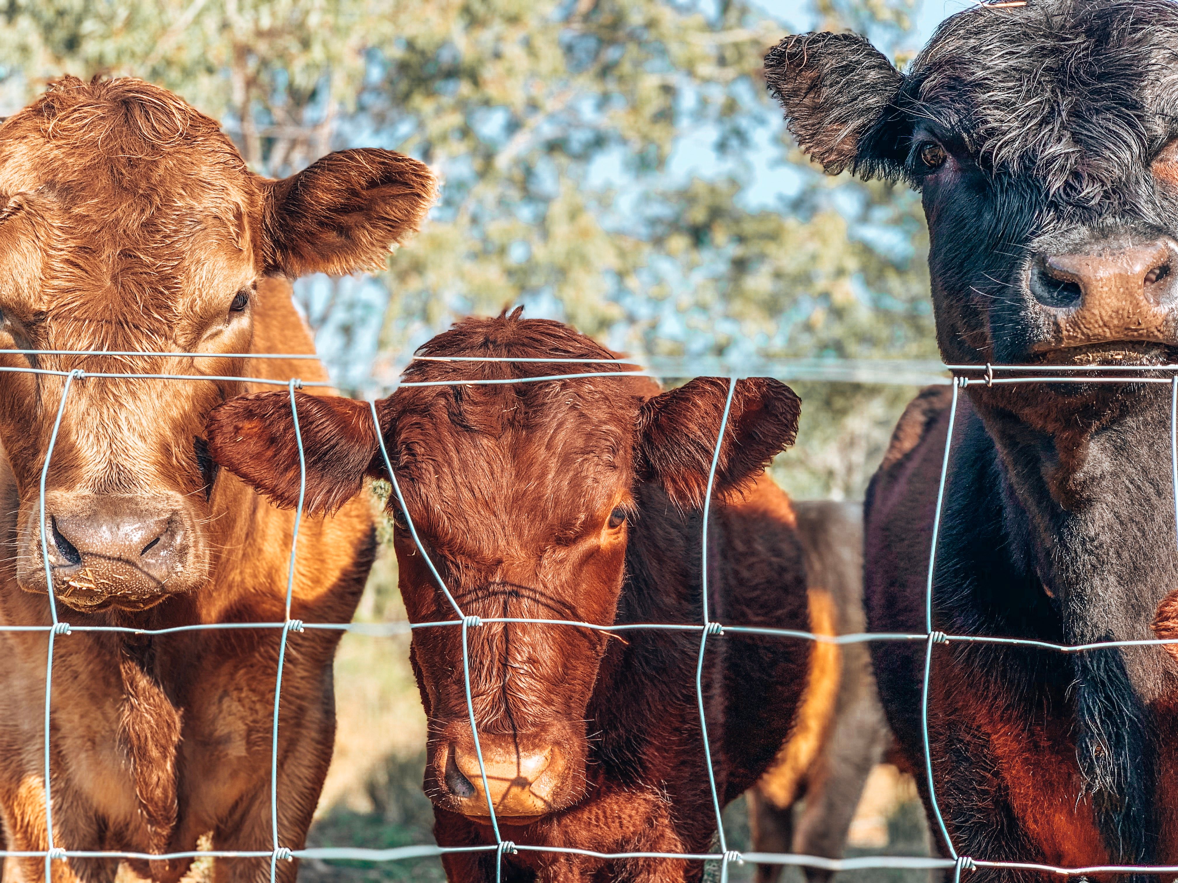 Cows on Farm Against Sky · Free Stock Photo
