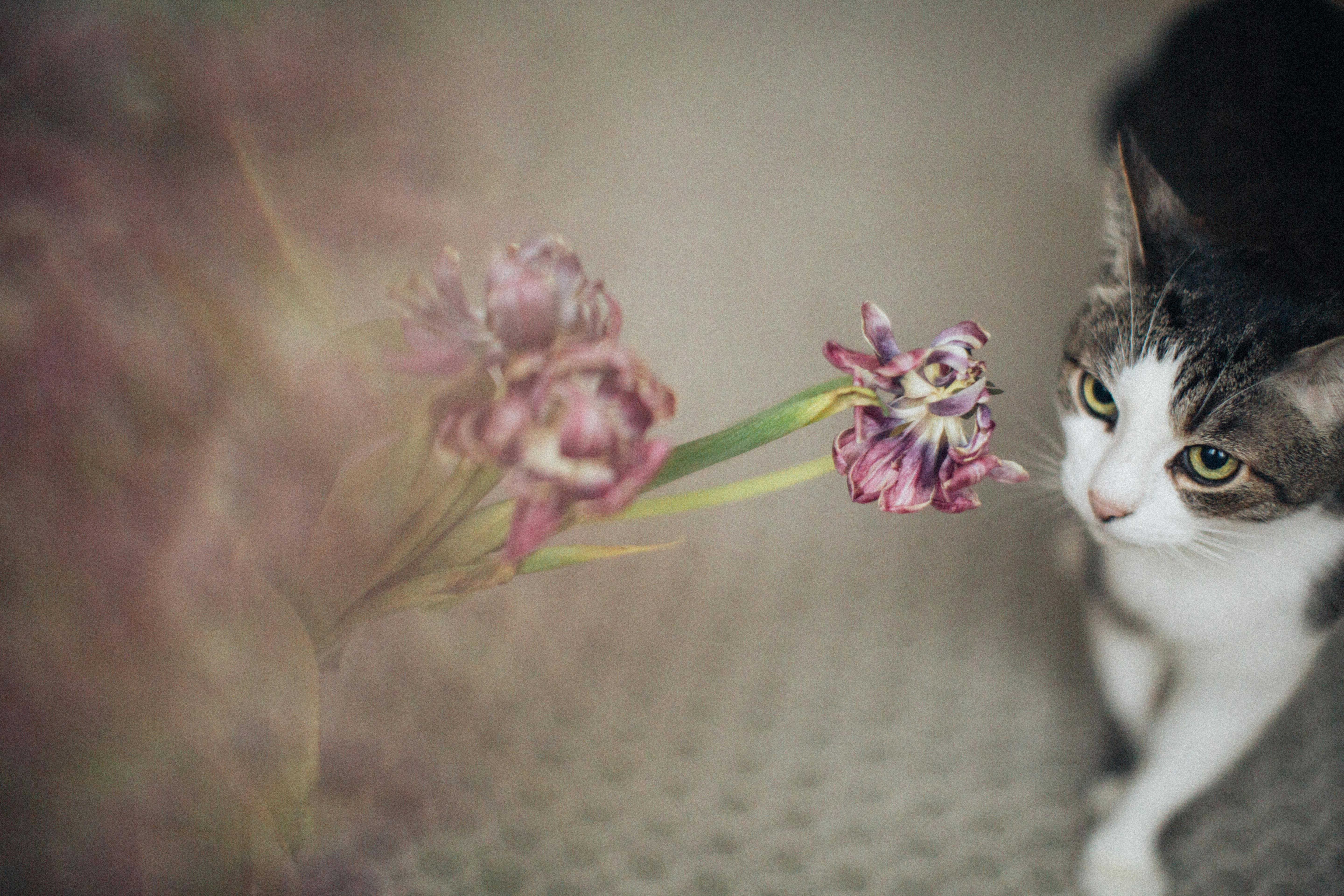 Kitty And Flower Petals Photos, Download The BEST Free Kitty And Flower ...