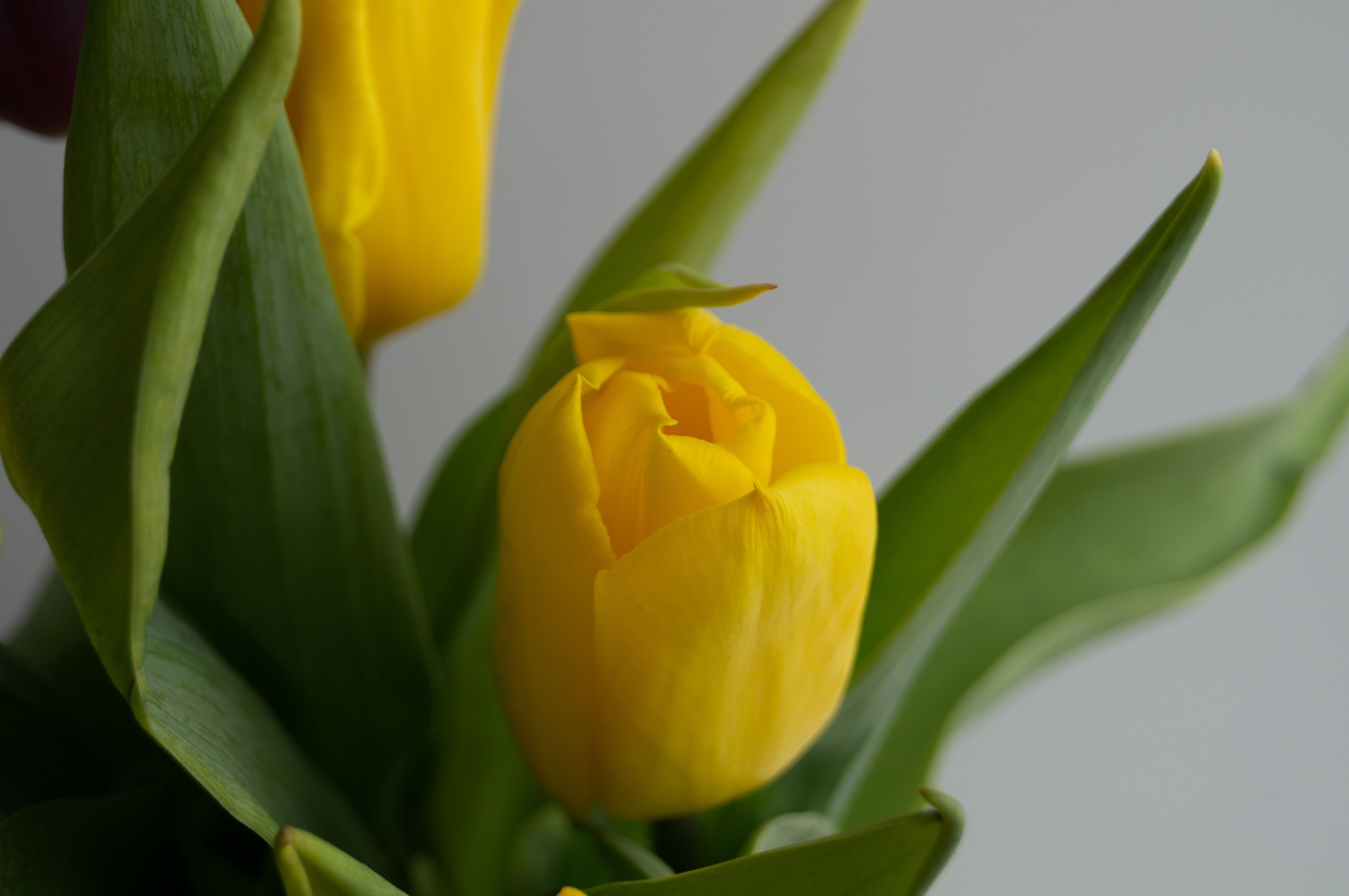 Yellow Tulips in Bloom · Free Stock Photo