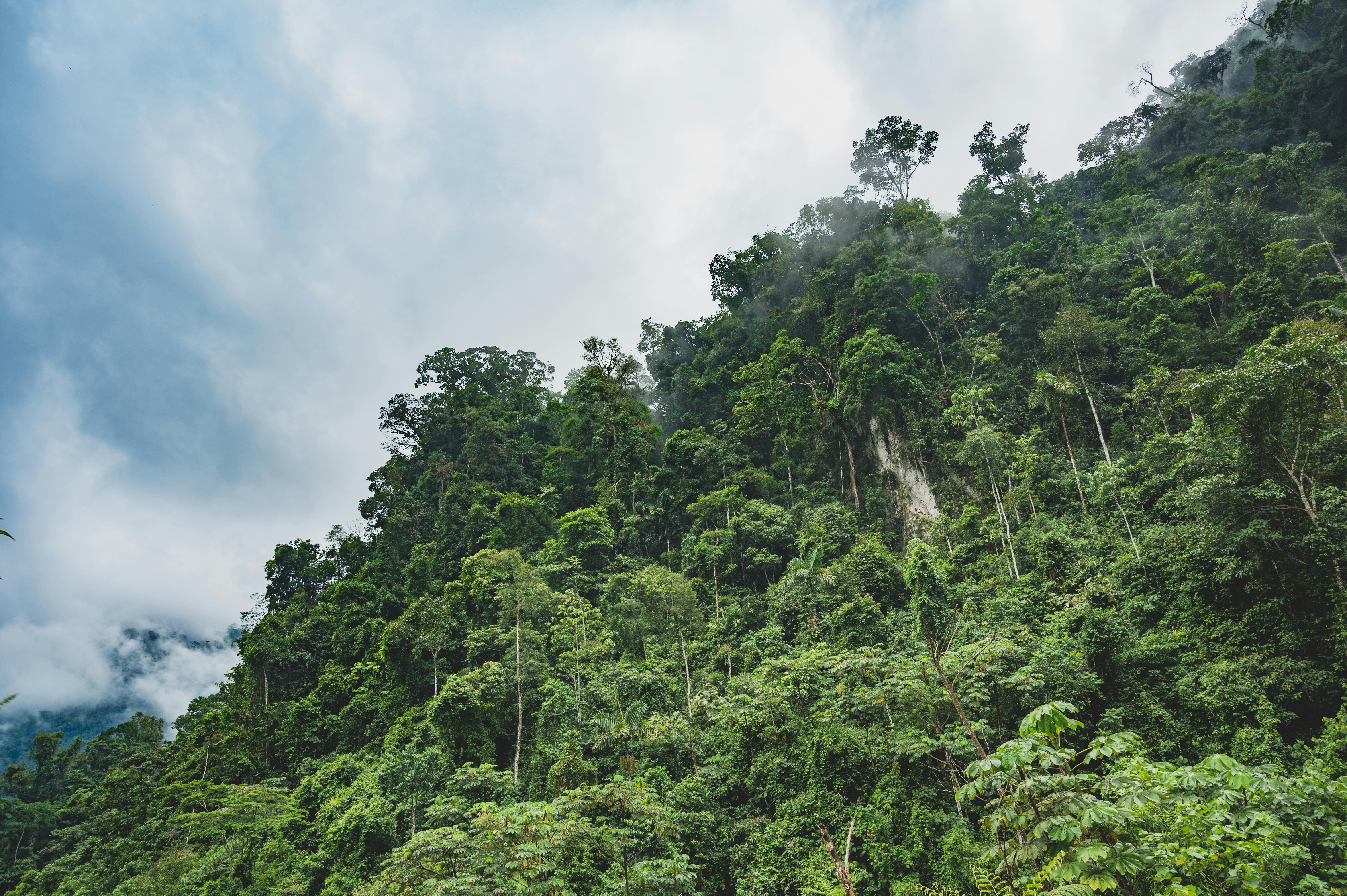 Rain Forest · Free Stock Photo