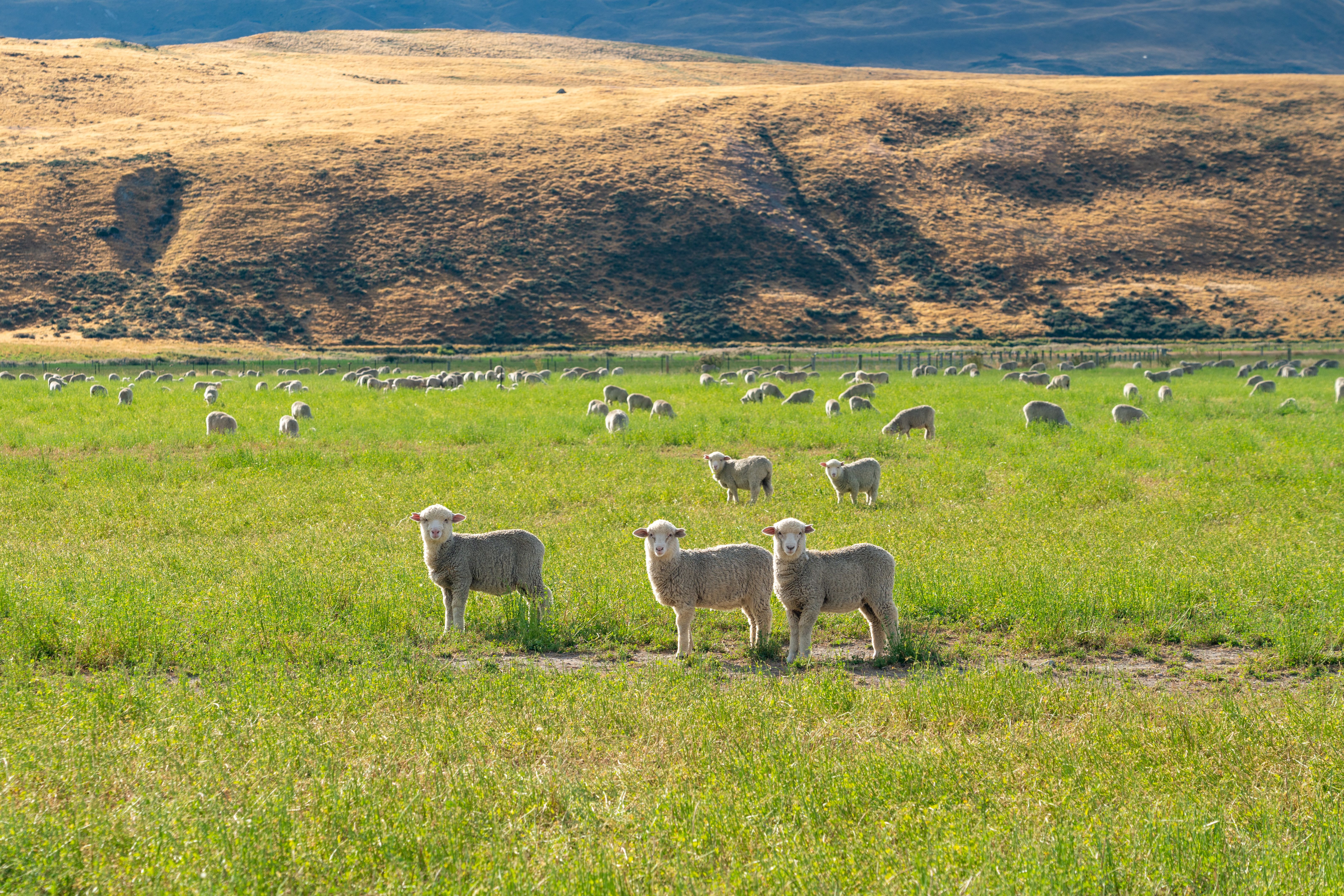 White Furred Animals on Green Grass Field · Free Stock Photo