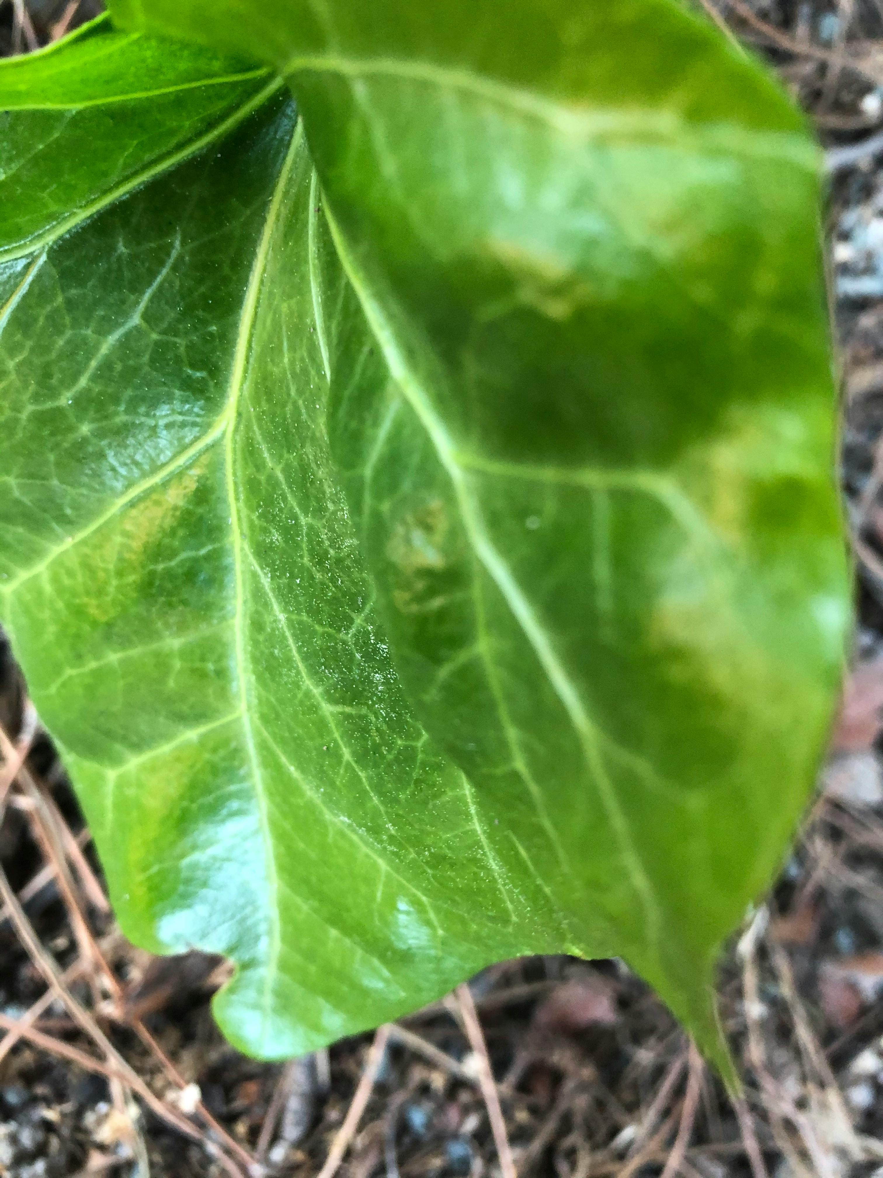 Jean-Marc Tedesco - 摄影