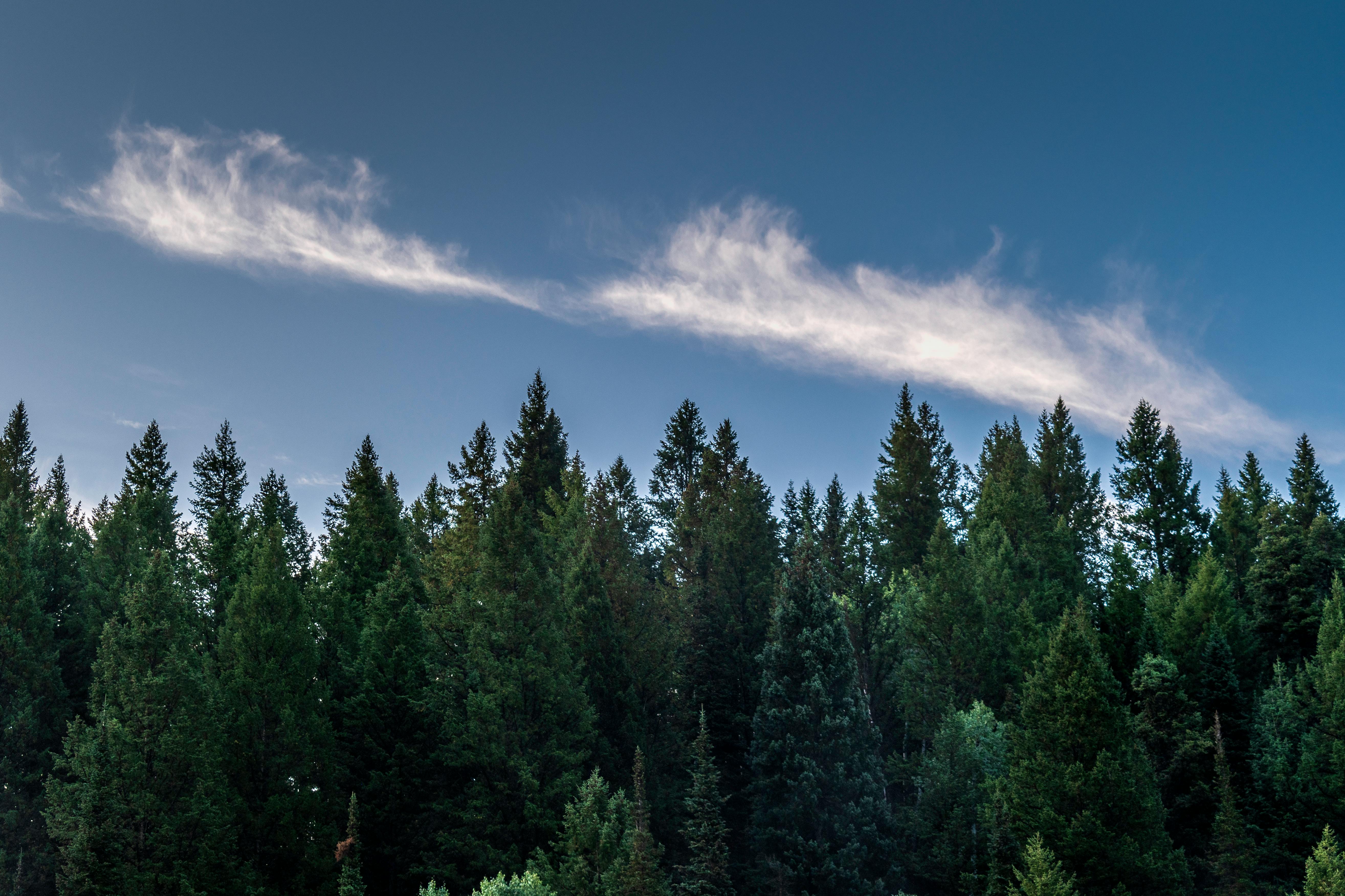 Green Pine Trees Under Blue Sky · Free Stock Photo