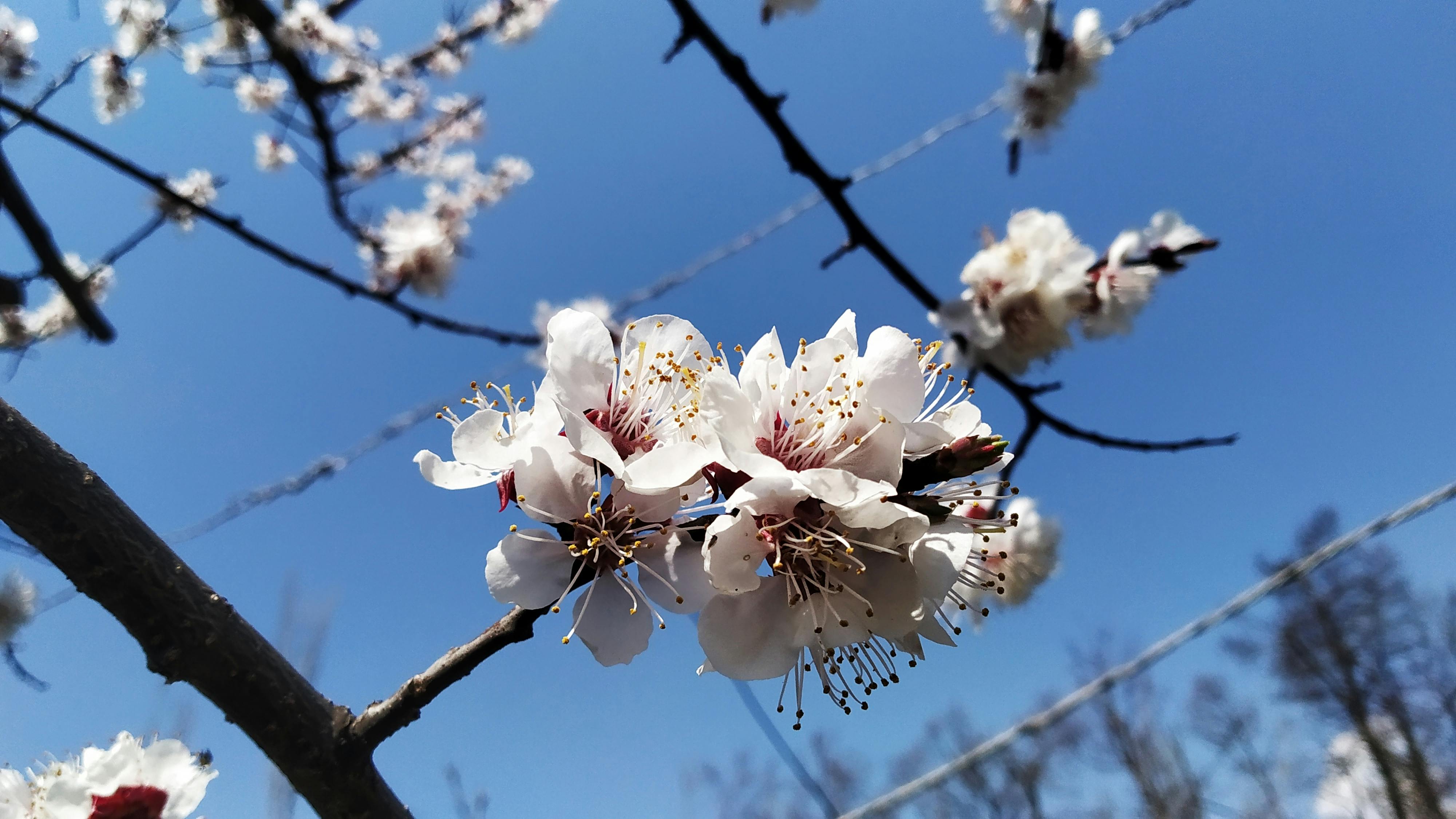 Flowers 6 Photos & Videos Collected by Firdous Parray