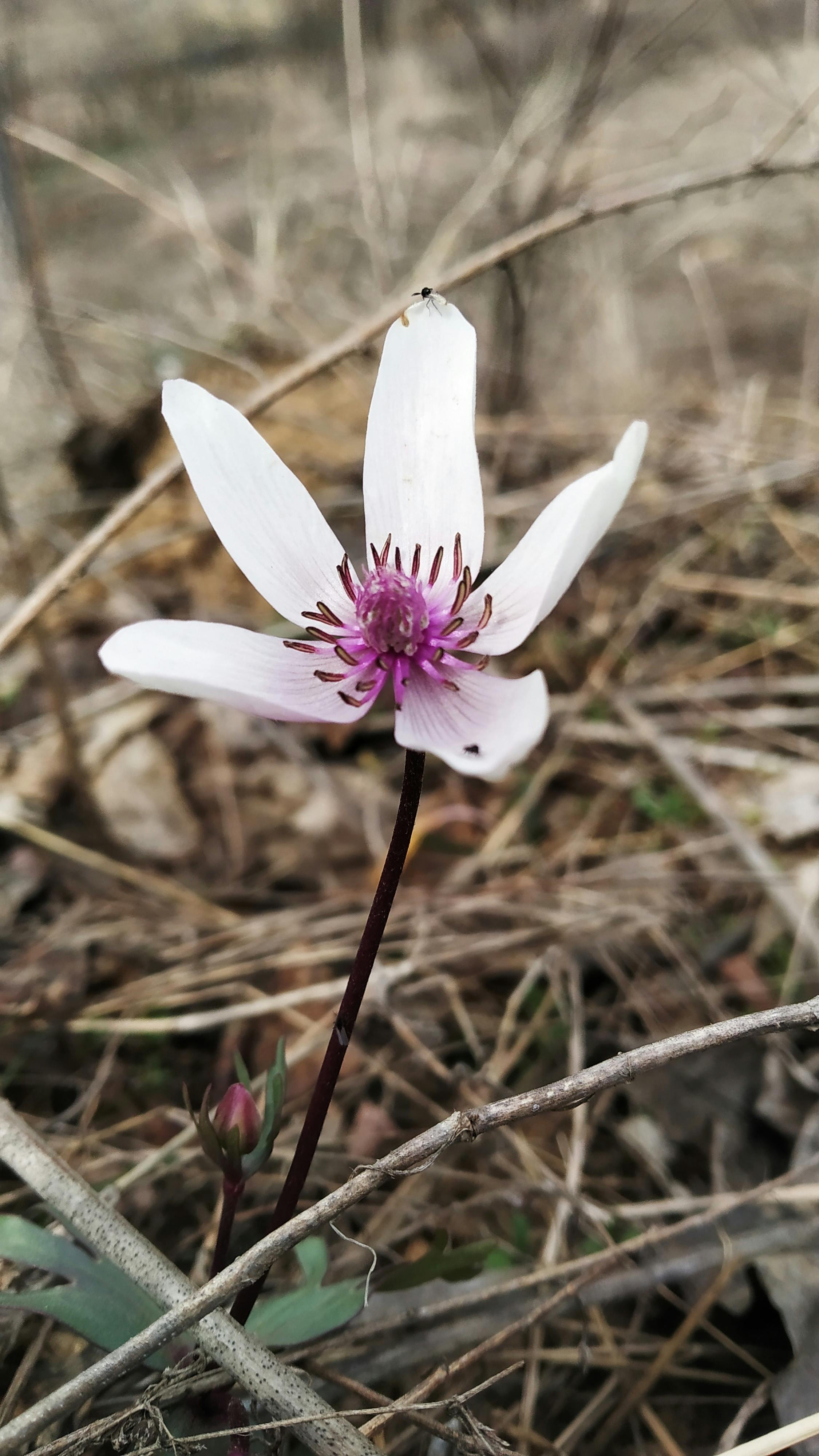 Flowers 6 Photos & Videos Collected by Firdous Parray