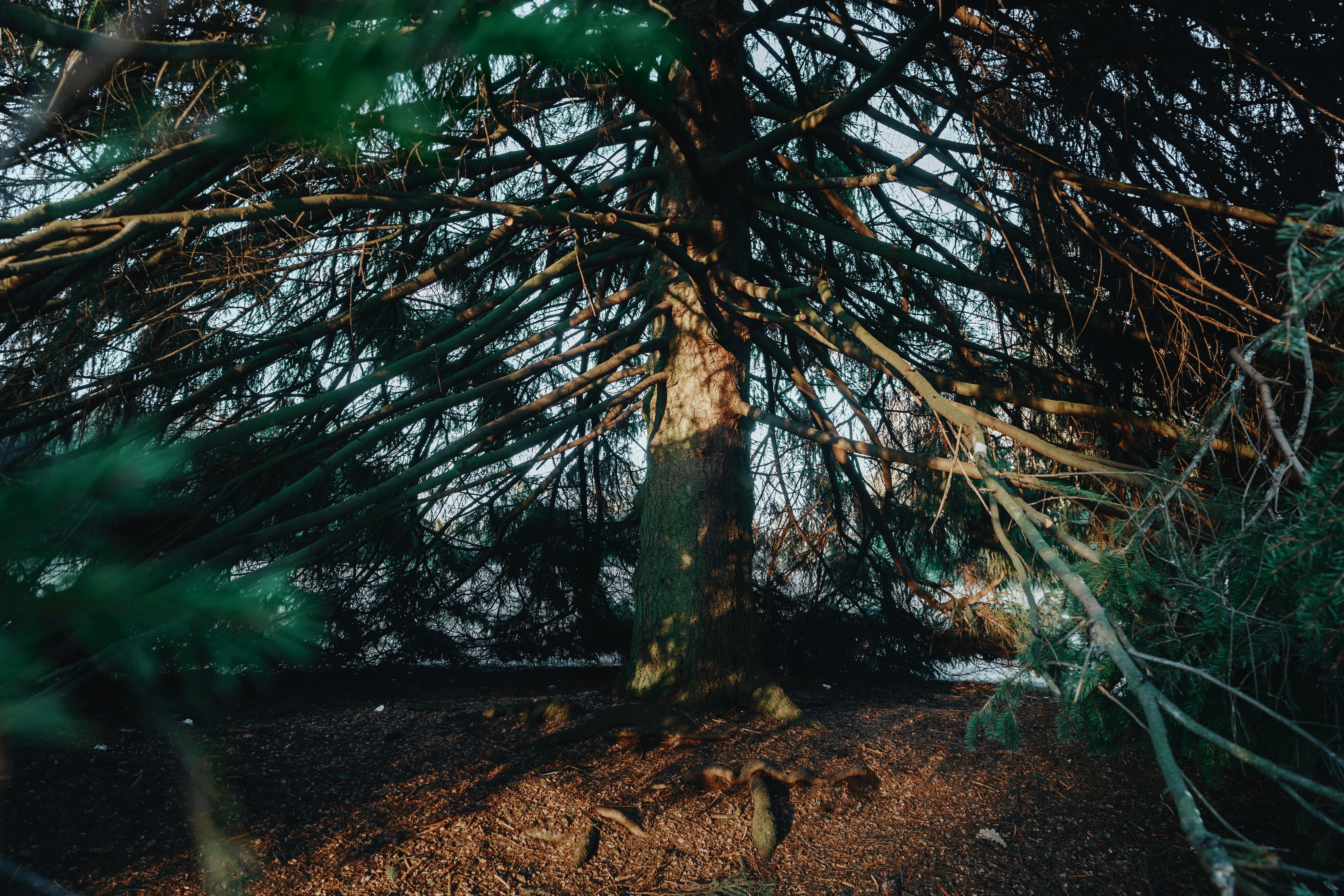 Foto de stock gratuita sobre árbol, bosque, ramas