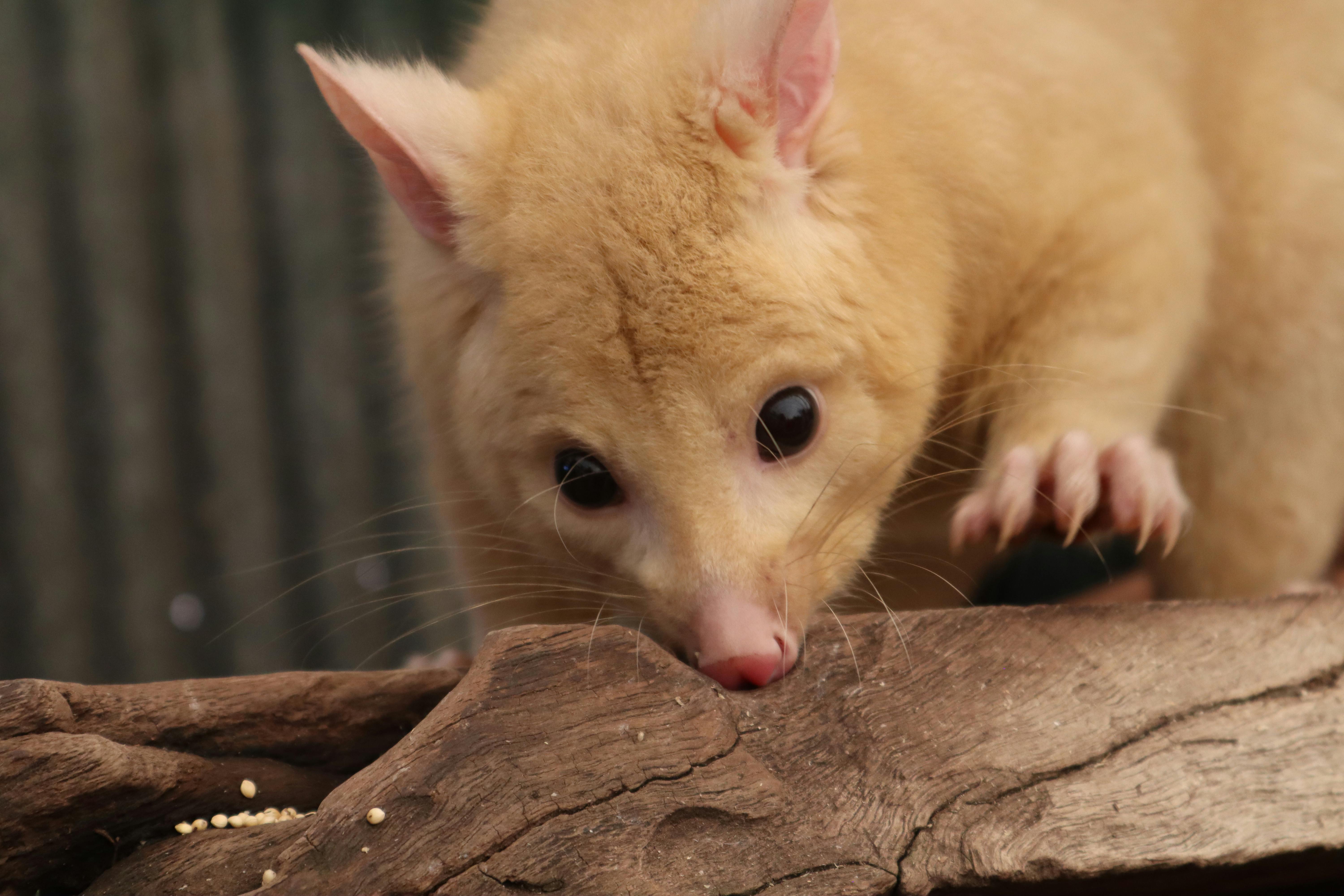 Close-up Shot Of An Animal · Free Stock Photo