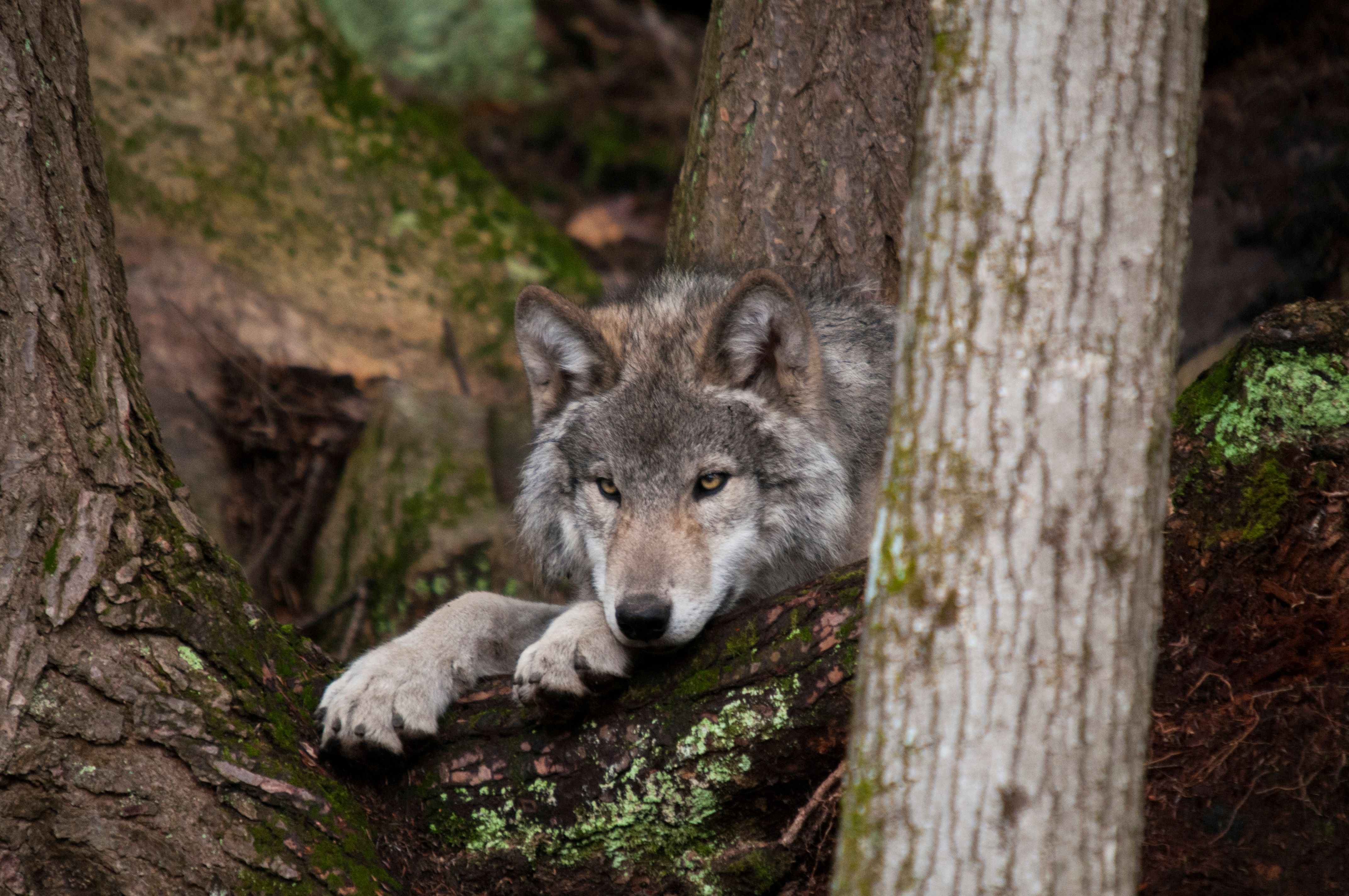 Arctic Wolf Carnivore Arctic Wolf 6 By SalsolaStock On DeviantArt