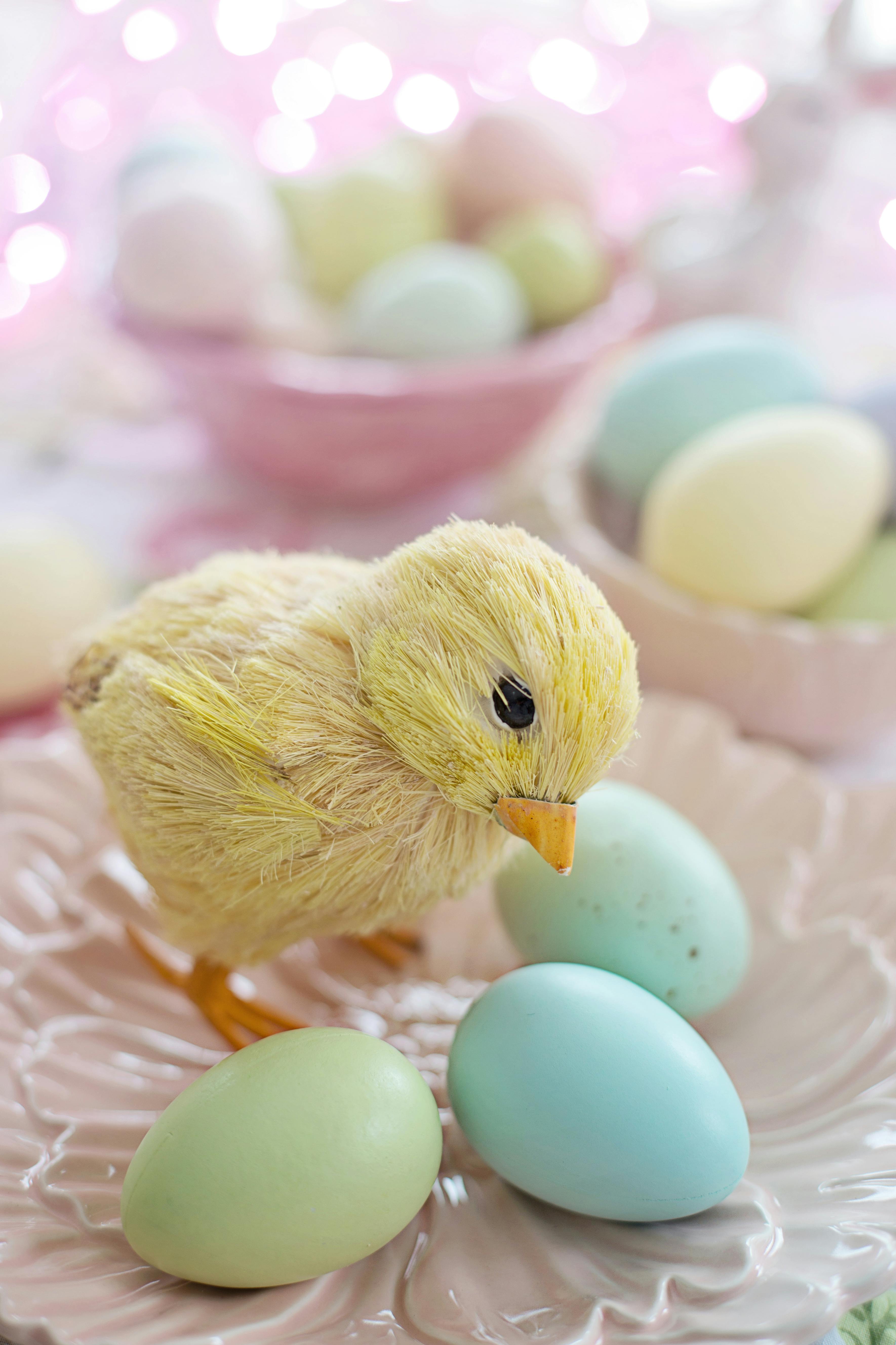 Pollito Marrón · Fotos de stock gratuitas