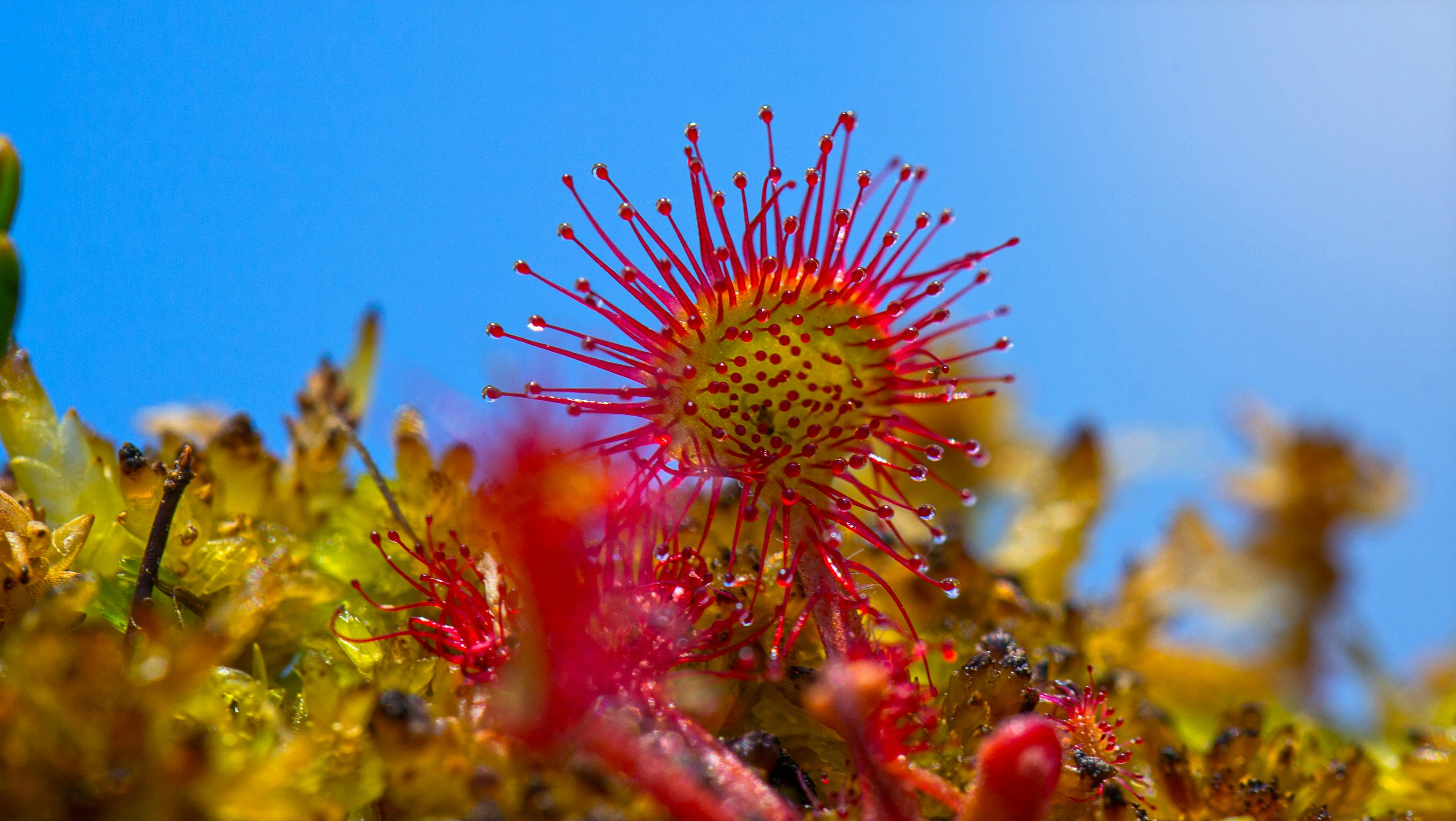 Sundew Plant Photos, Download The BEST Free Sundew Plant Stock Photos ...