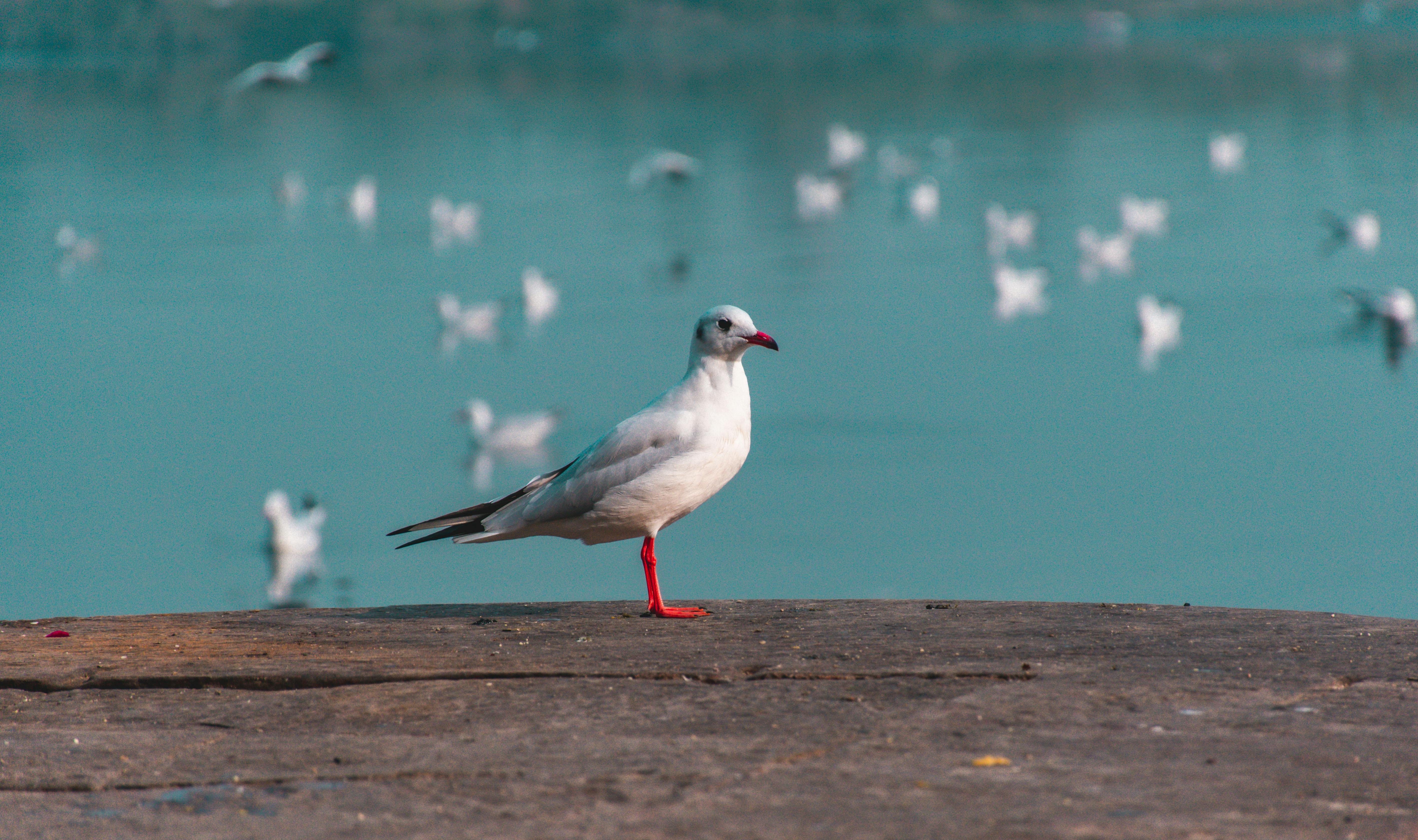 Dua Burung Putih · Foto Stok Gratis