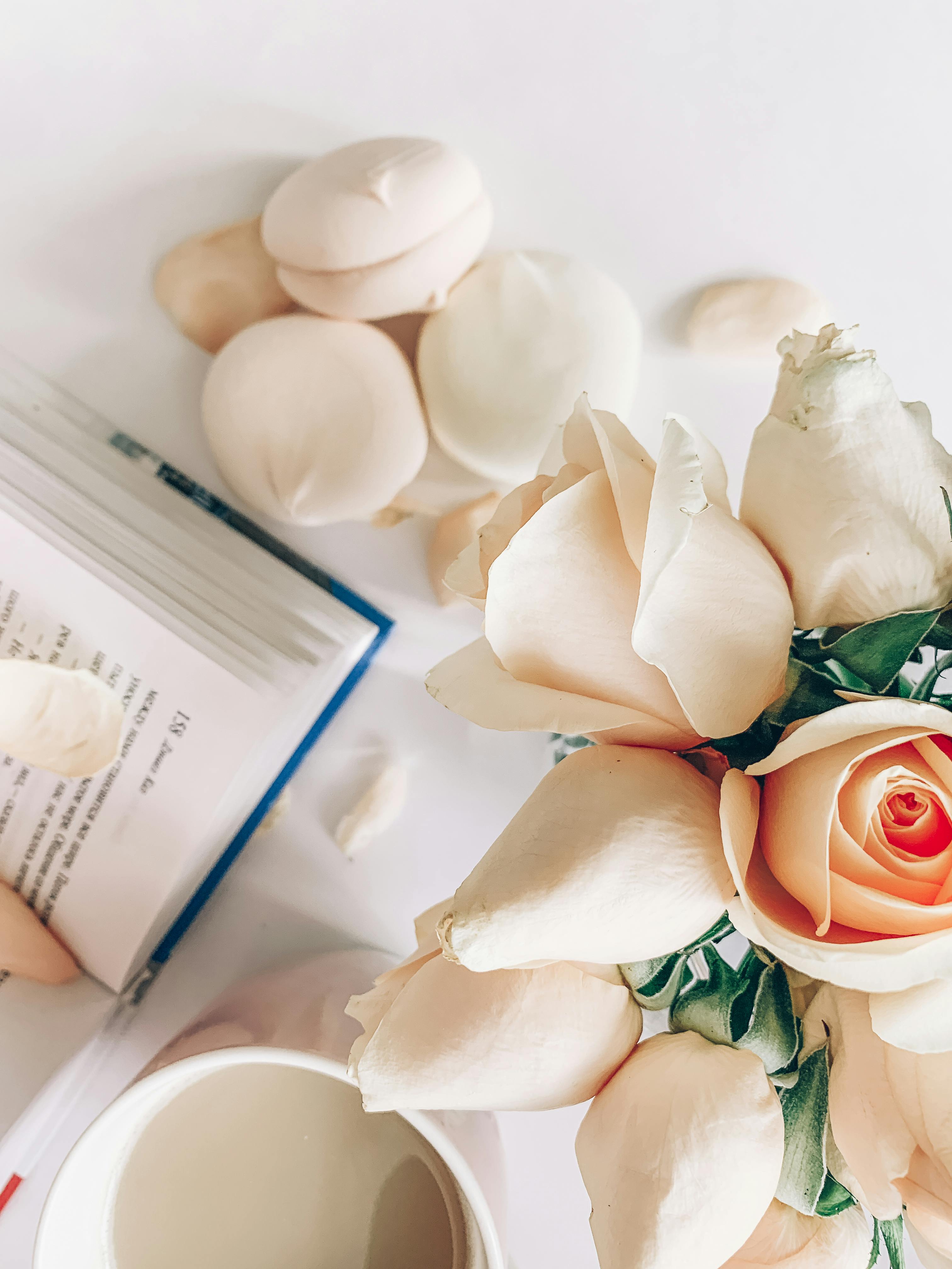 White Rose on White Book Page · Free Stock Photo