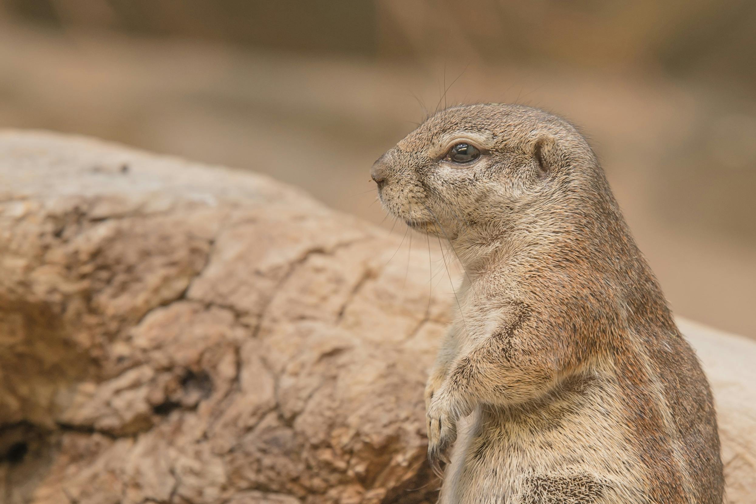 Brown and Gray Prairie Dog · Free Stock Photo