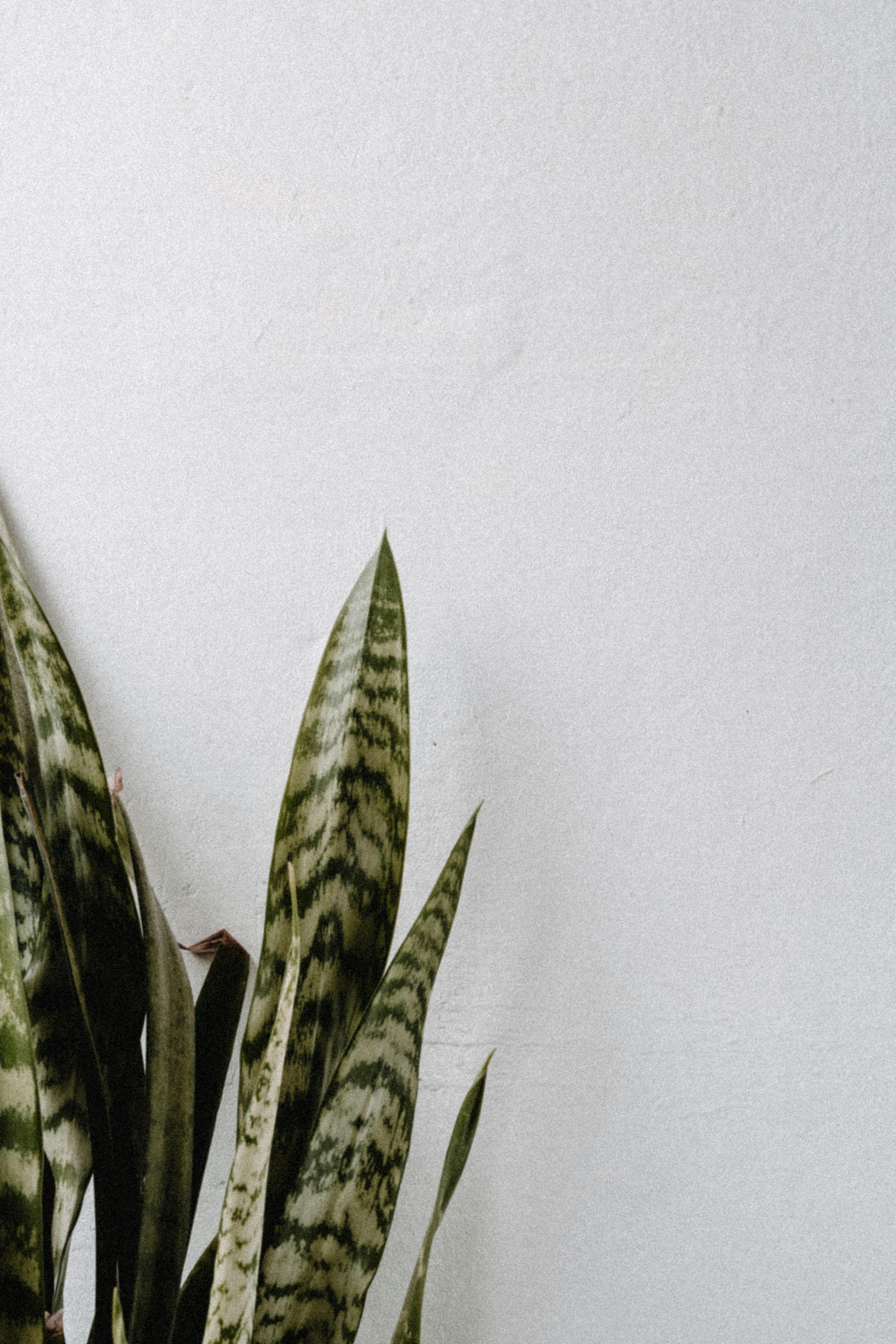 40,000+ Best Snake Plant Photos · 100% Free Download · Pexels Stock Photos