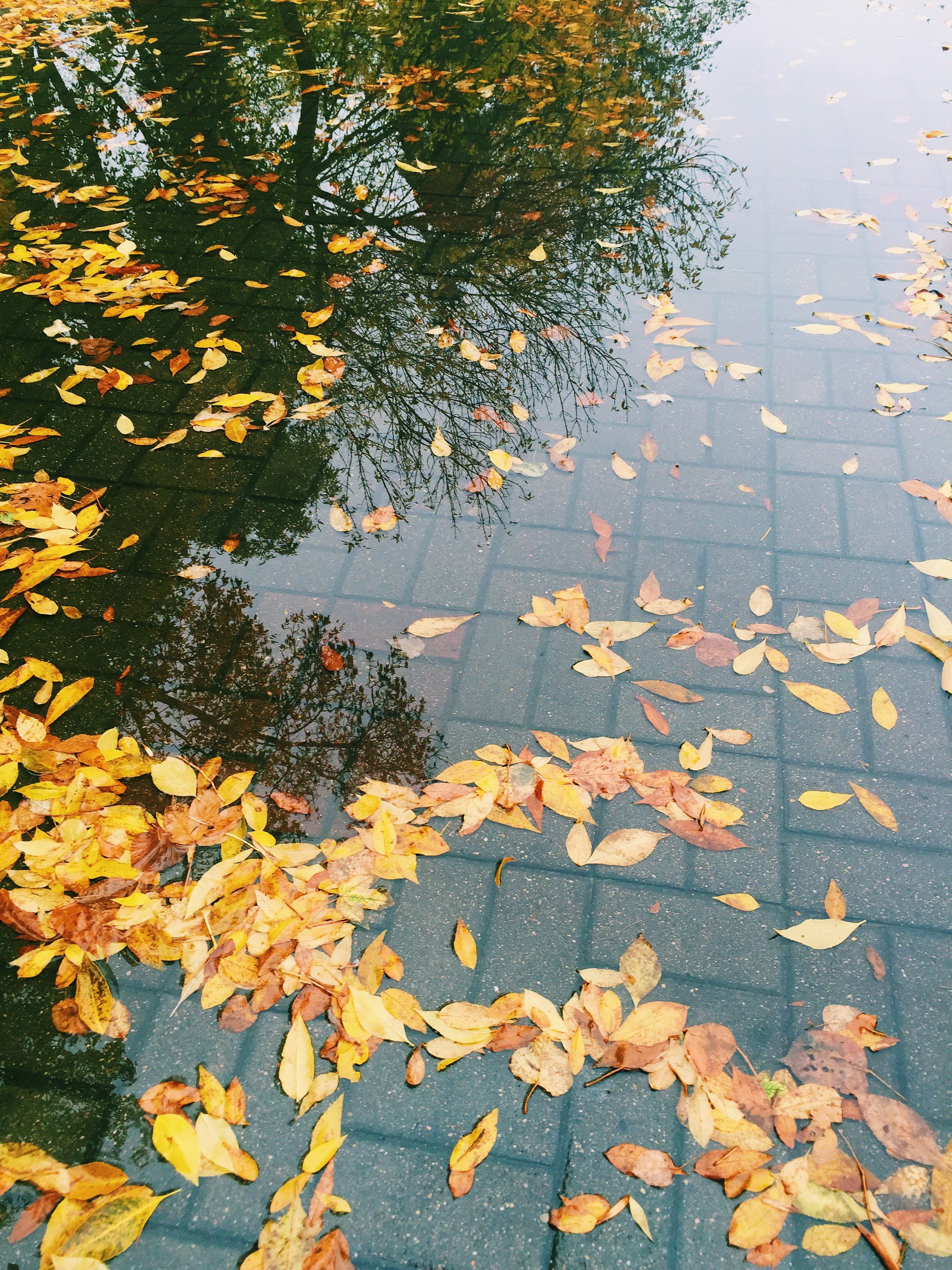 Flooded Photos, Download The BEST Free Flooded Stock Photos & HD Images
