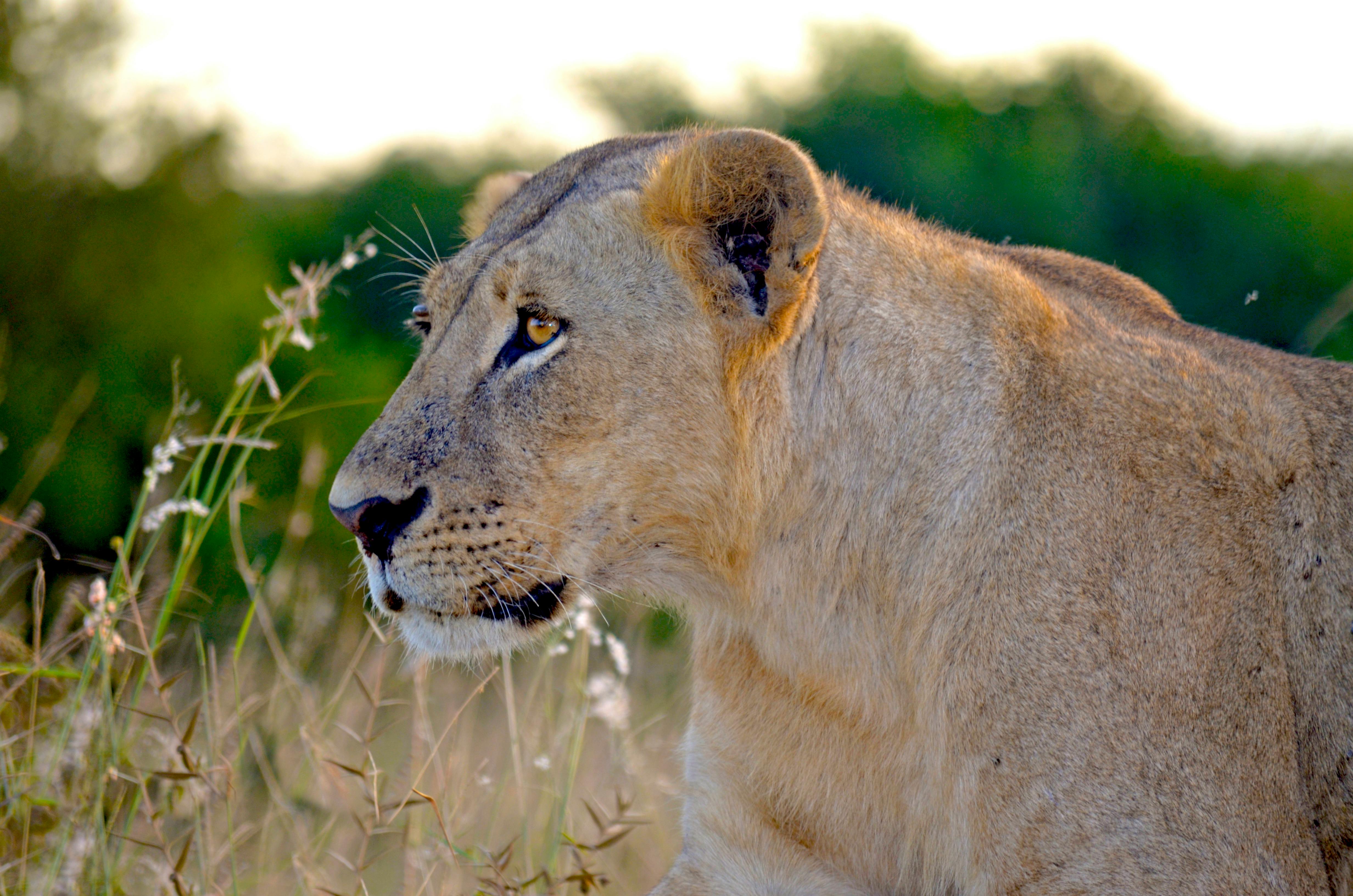 Brown Lioness on Grass · Free Stock Photo