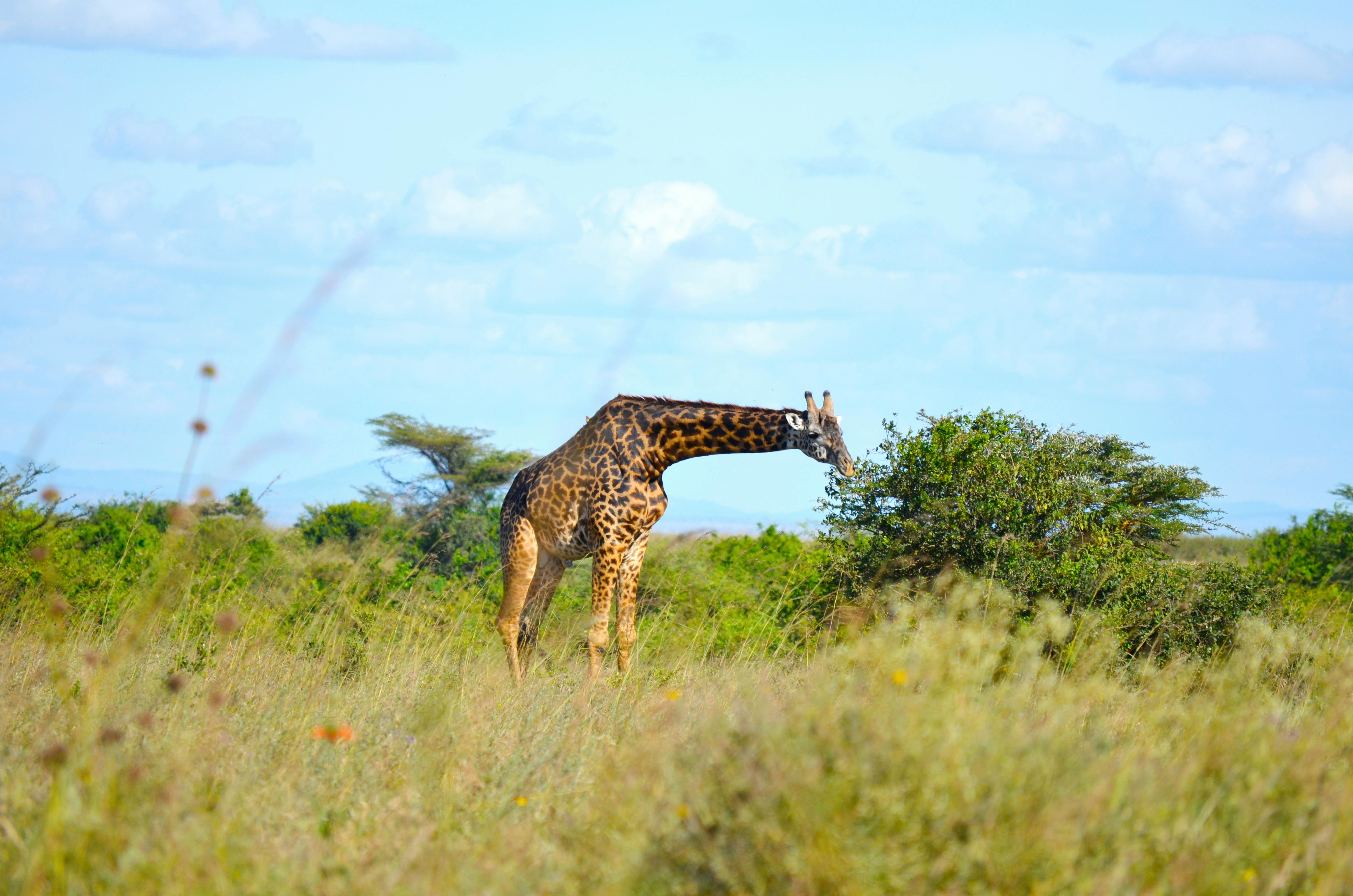 Giraffe on Green Grass Field · Free Stock Photo