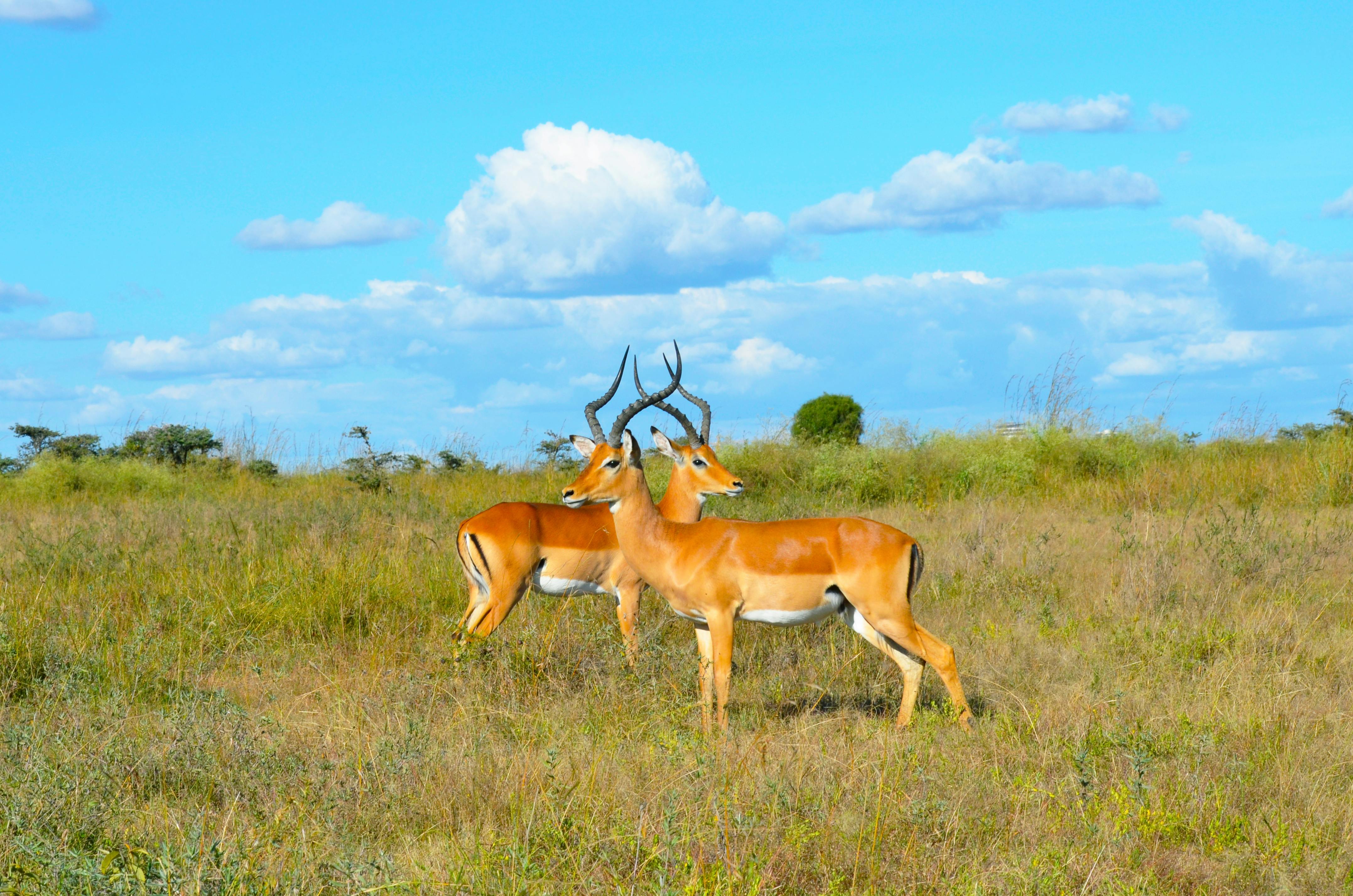 Selective Focus Photography of Springbok · Free Stock Photo