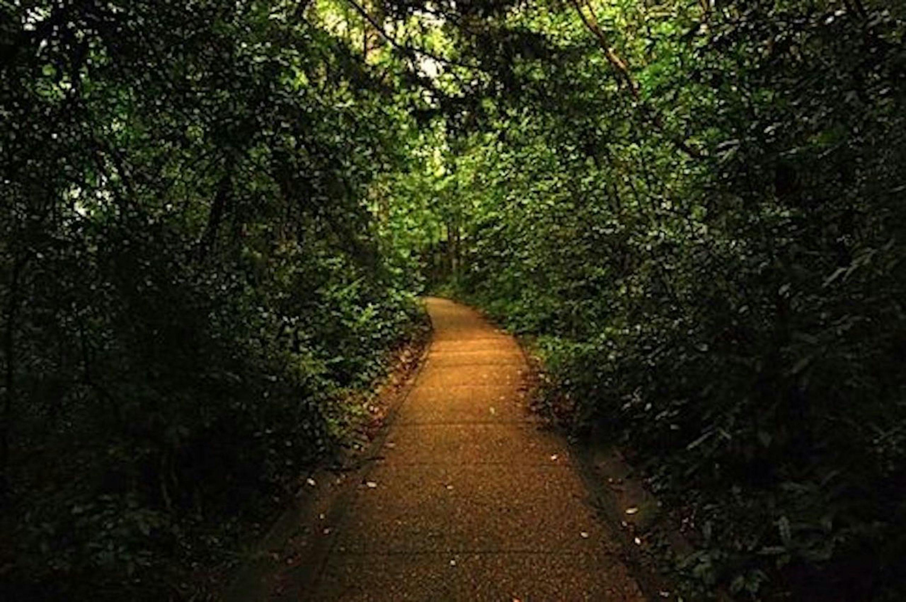 Photo gratuite de dans l'inconnu, les chemins, trouvez la lumière