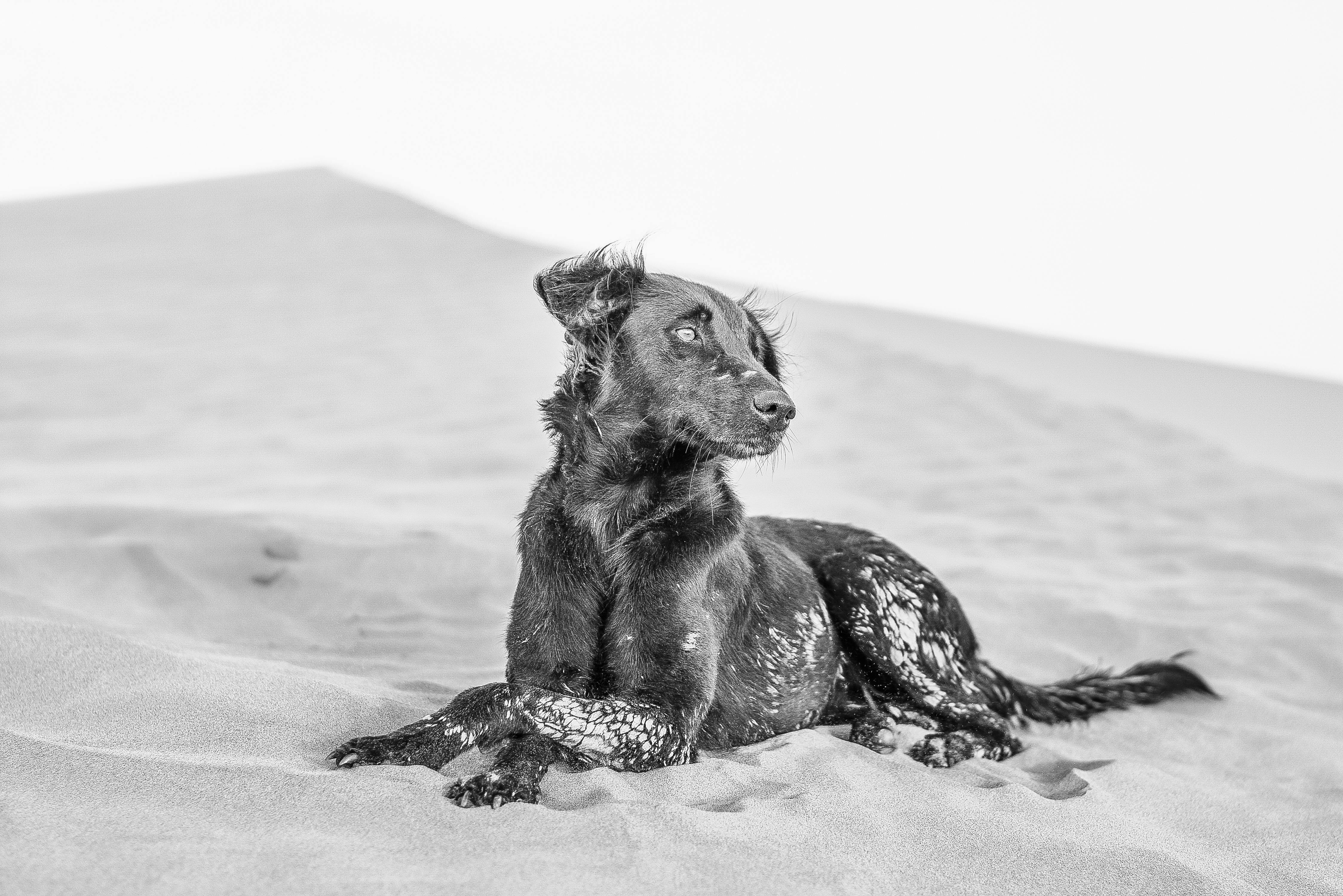 White Dog on the Beach during Sunset · Free Stock Photo
