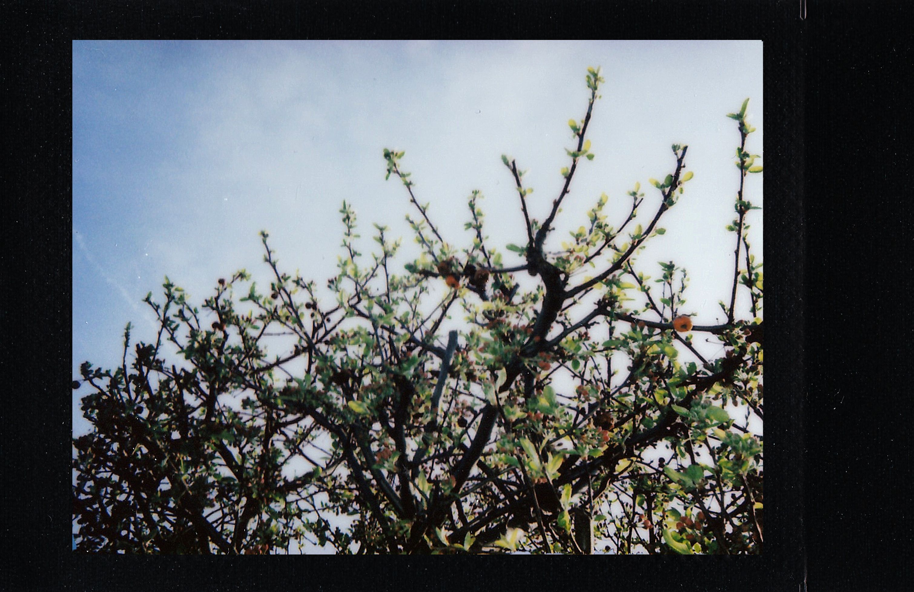Polaroid Photo Of A Tree · Free Stock Photo