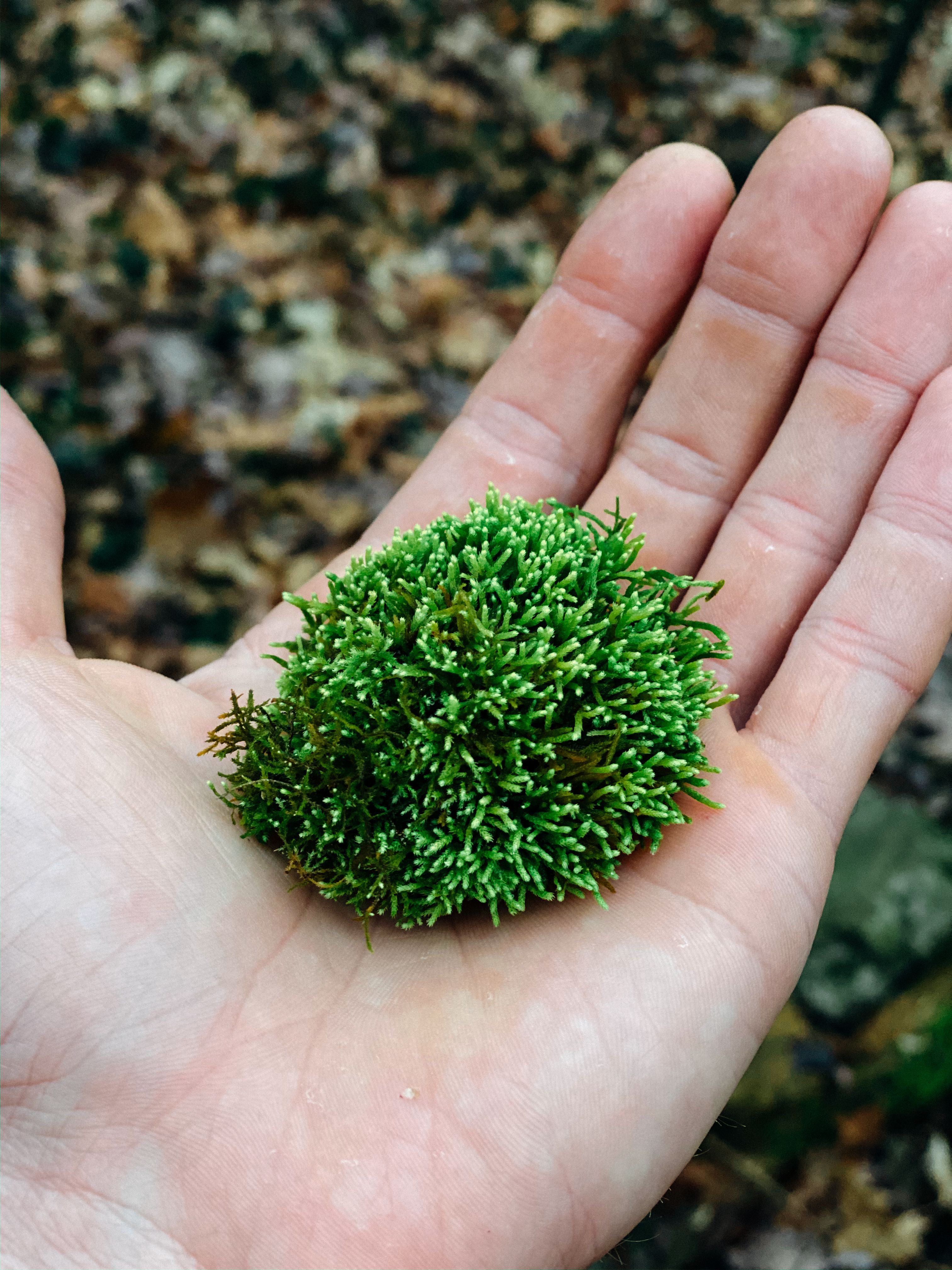 Moss Ball Plant Photos, Download The BEST Free Moss Ball Plant Stock ...