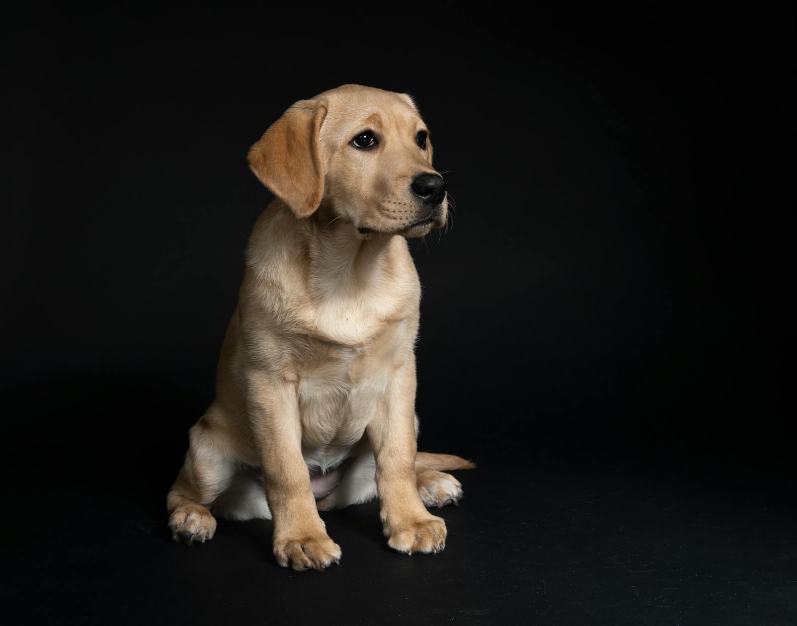 A Comprehensive Guide to Understanding Cream Labrador Dogs