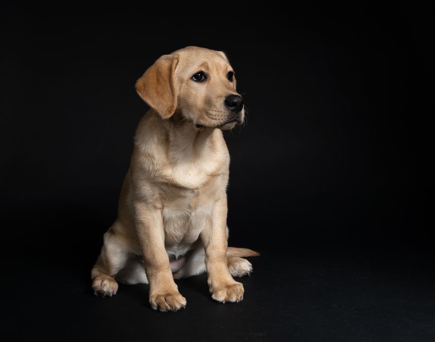 Raising a Happy Black Lab Shepherd Mix Puppy Successfully
