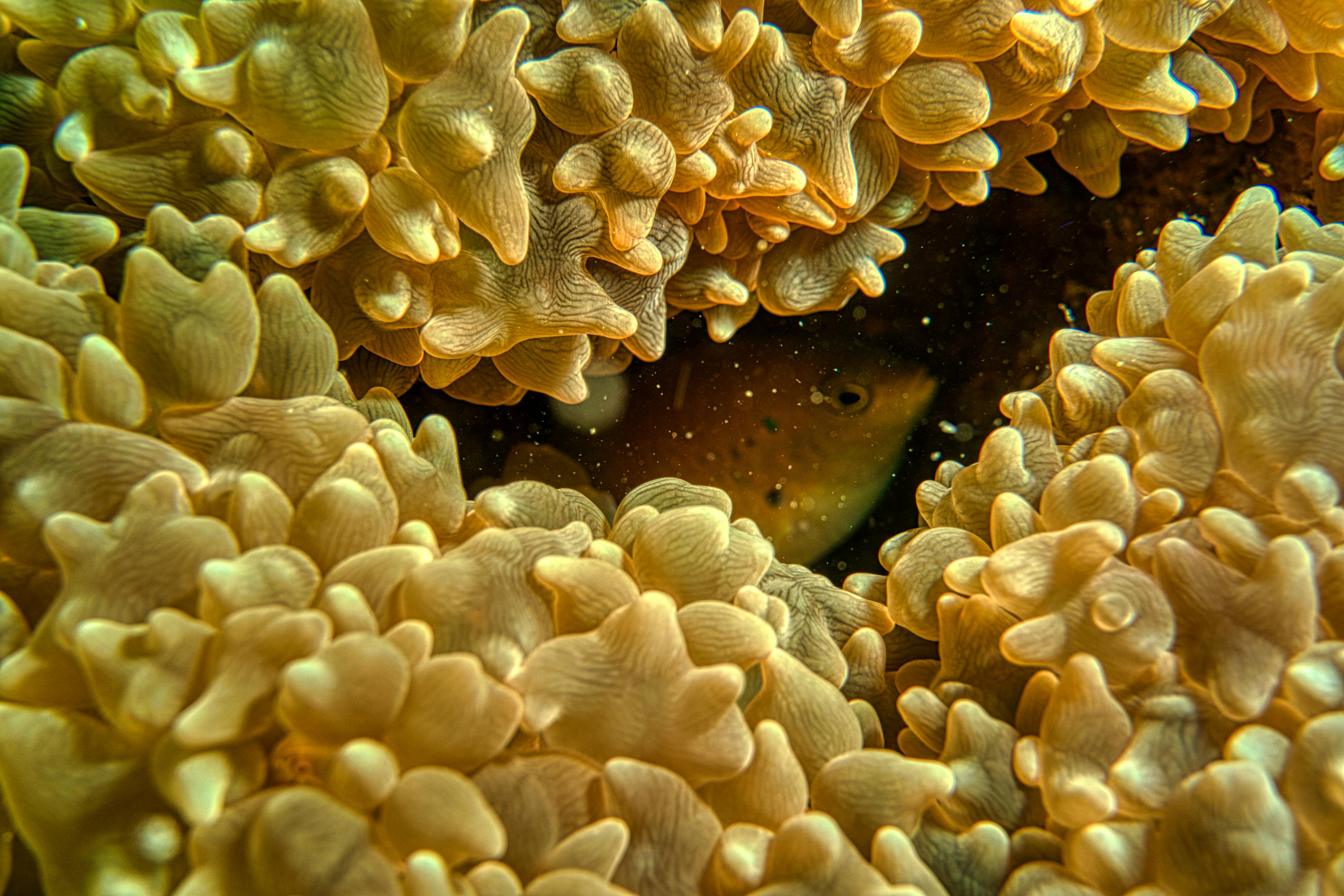 Fish Hiding on Brown and White Coral Reef · Free Stock Photo