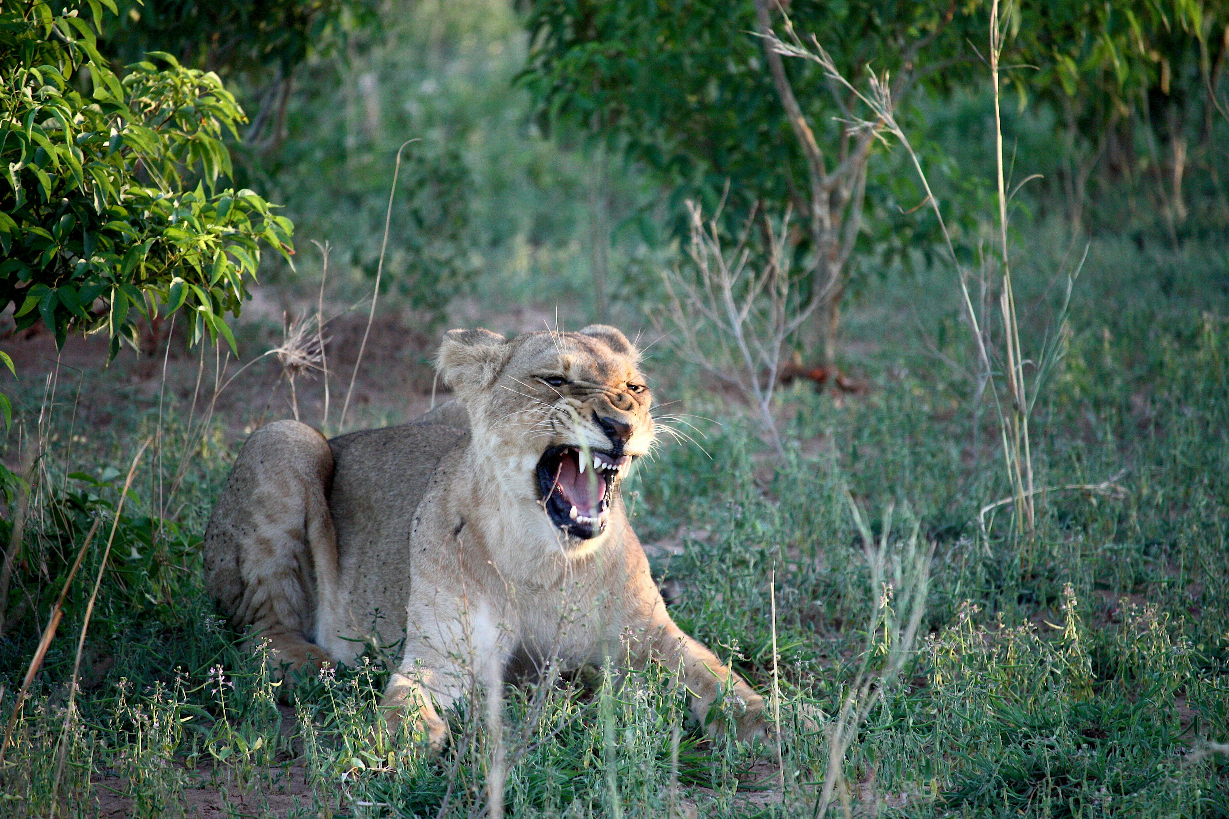 Lion · Free Stock Photo