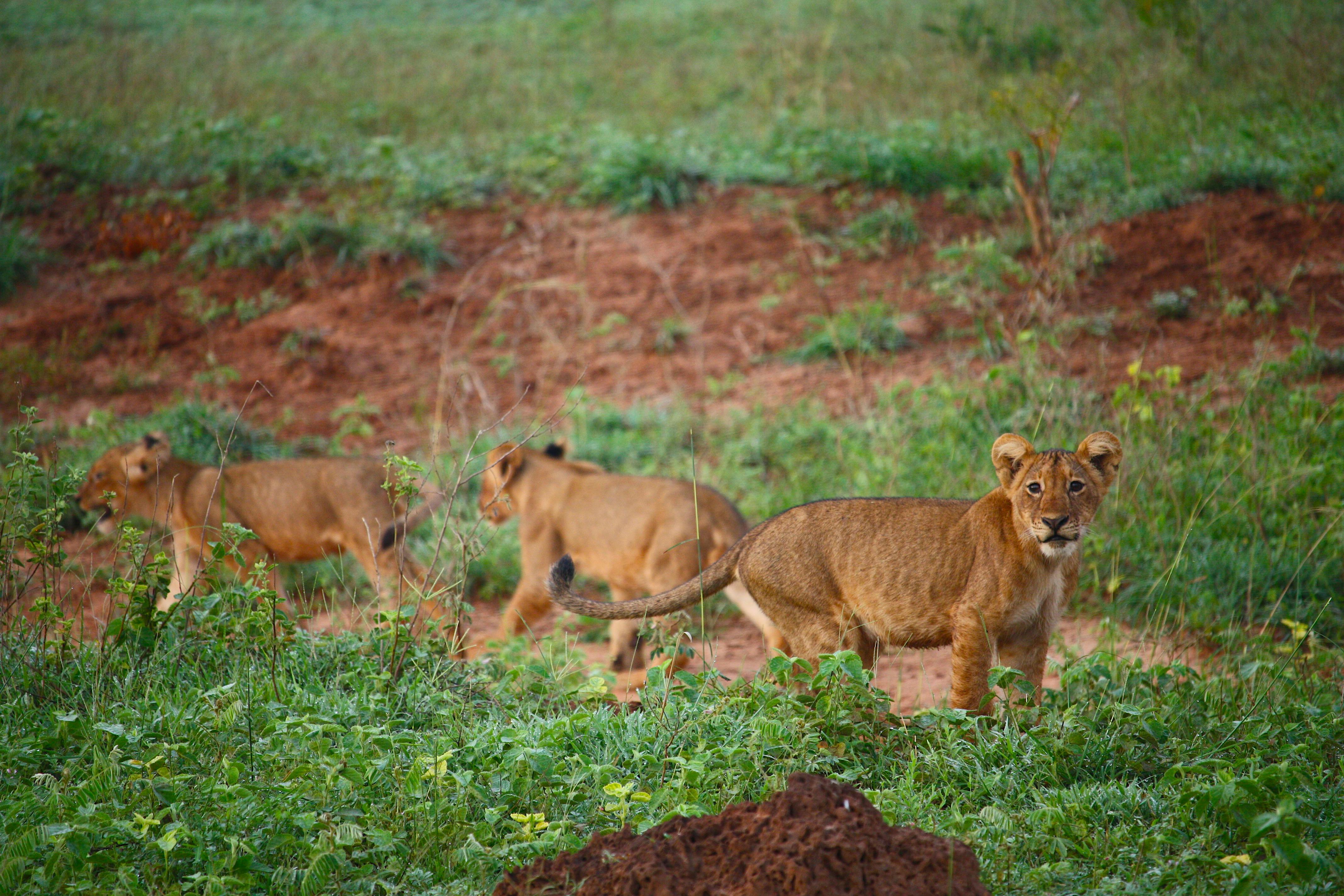Lion · Free Stock Photo