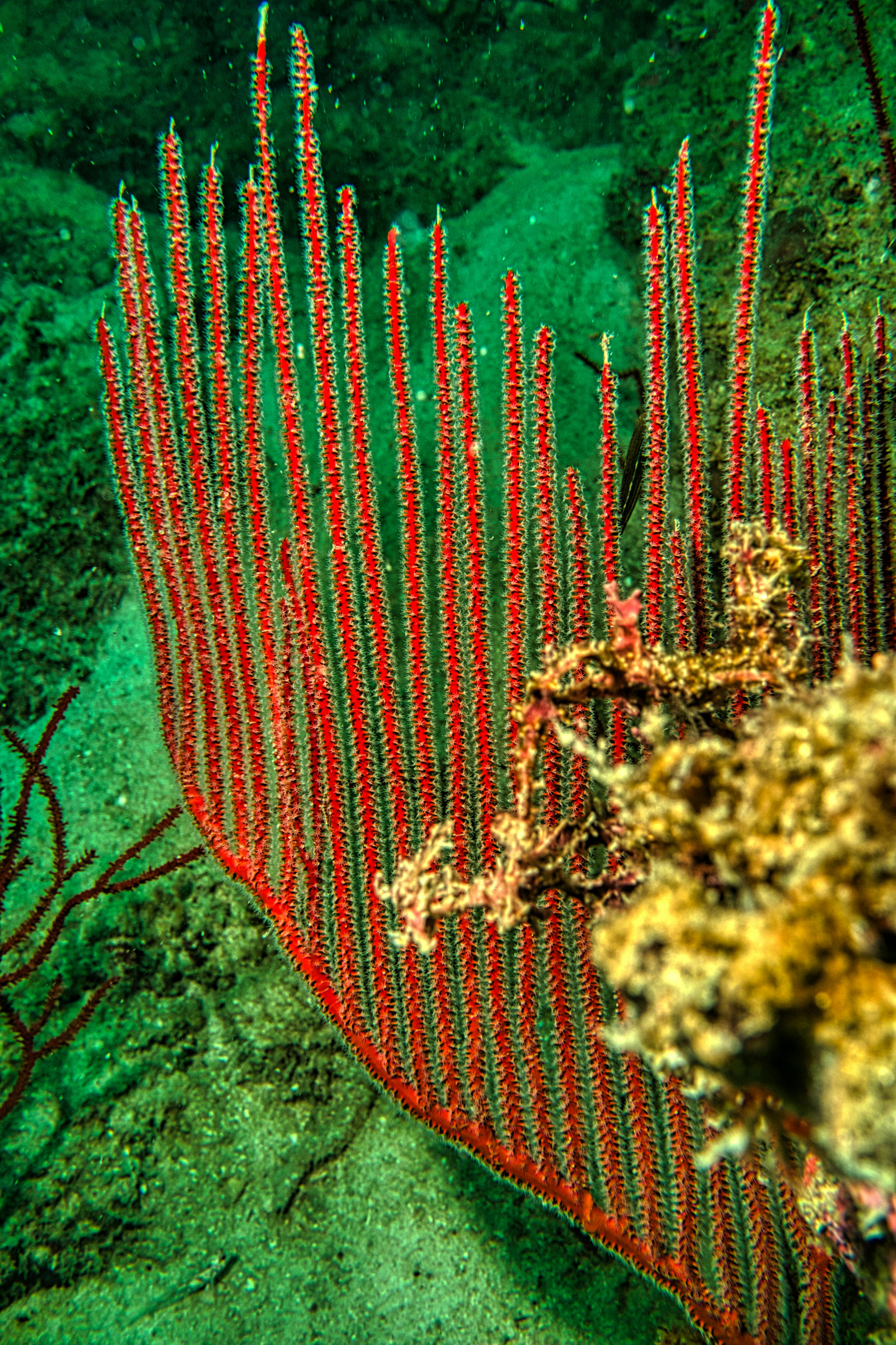 Red Sea Whip in Close Up Photography · Free Stock Photo