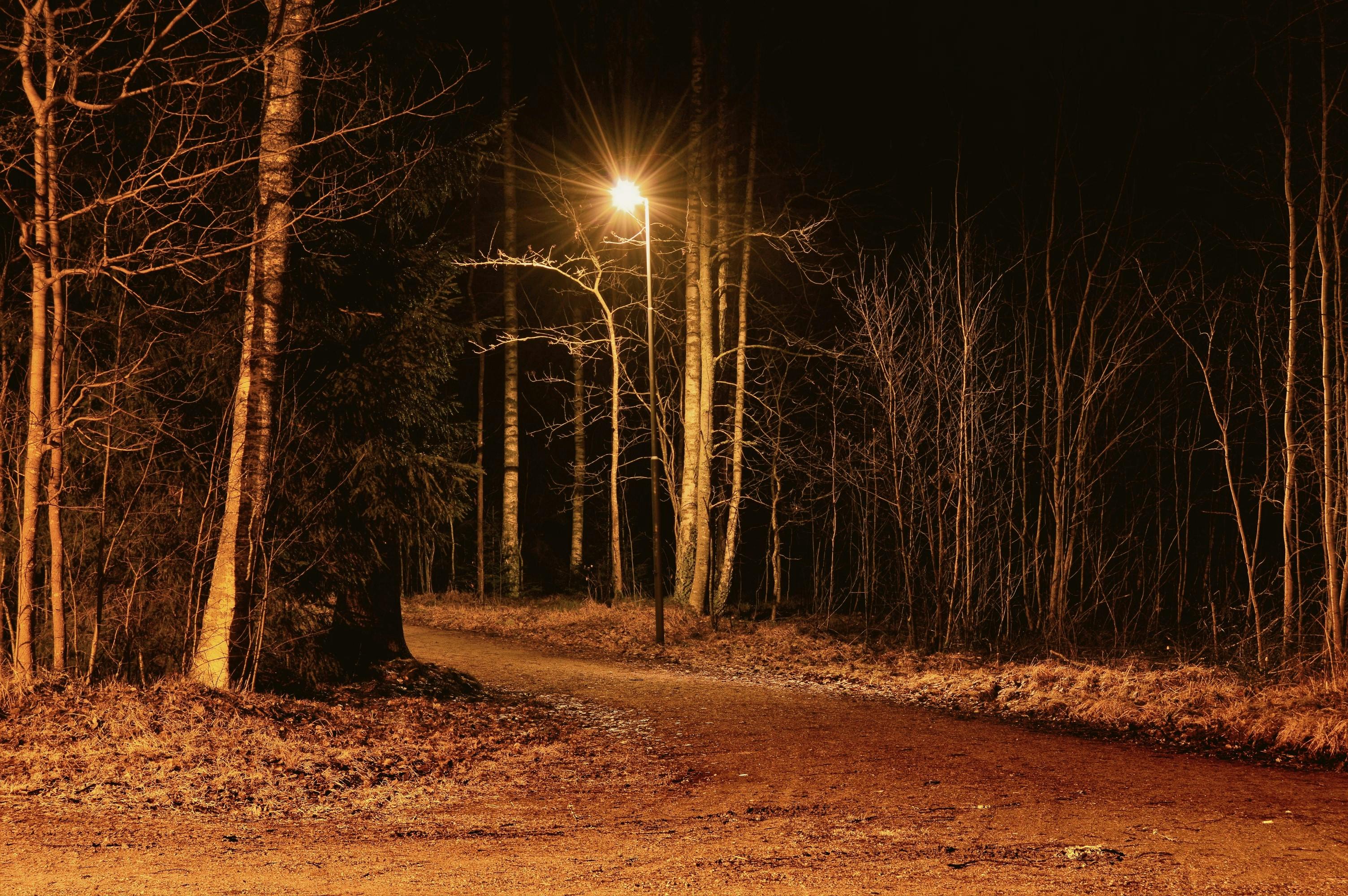 Free stock photo of evening, forest, nature
