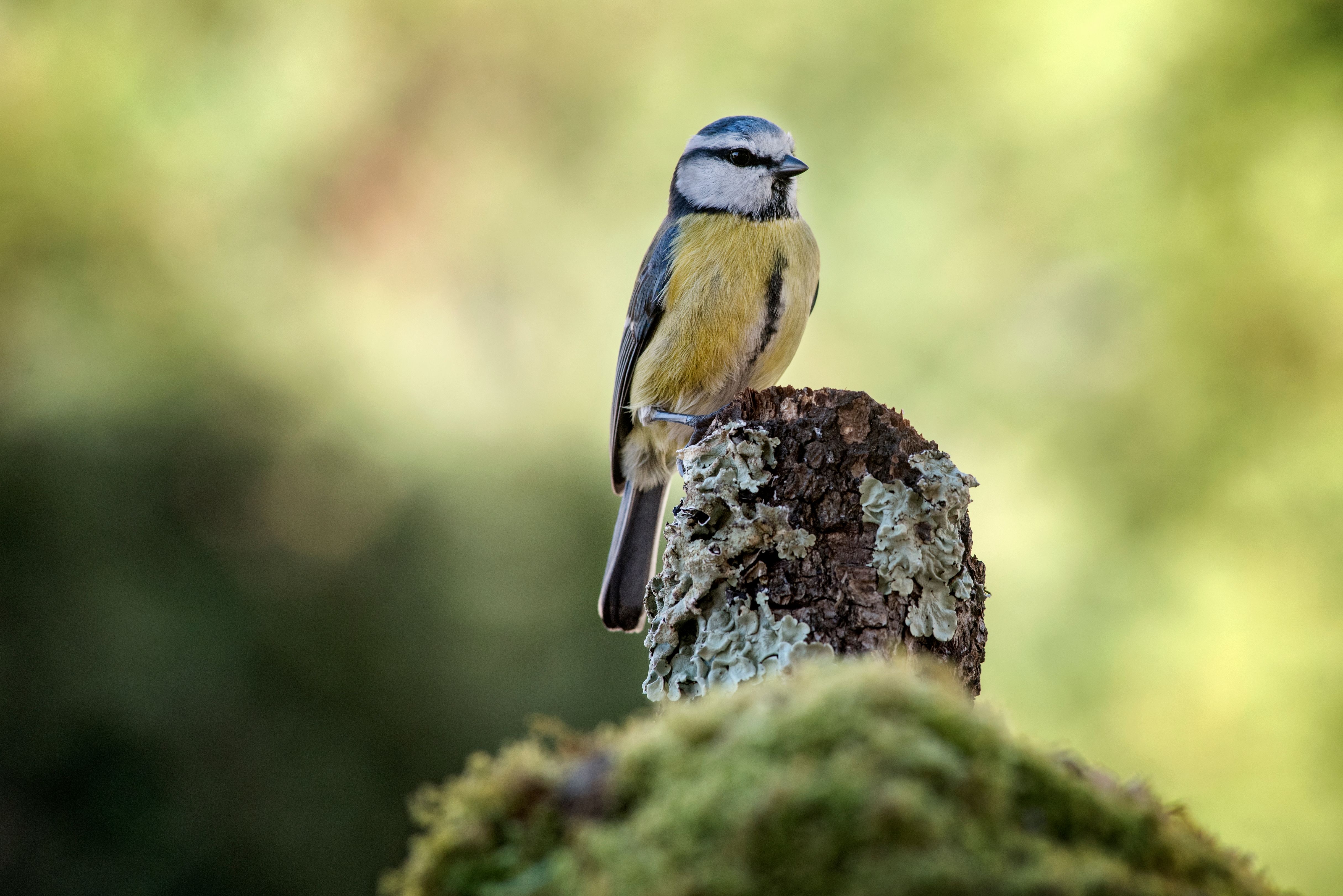 Photograph of a Eurasian Blue Tit on Green Leaves · Free Stock Photo