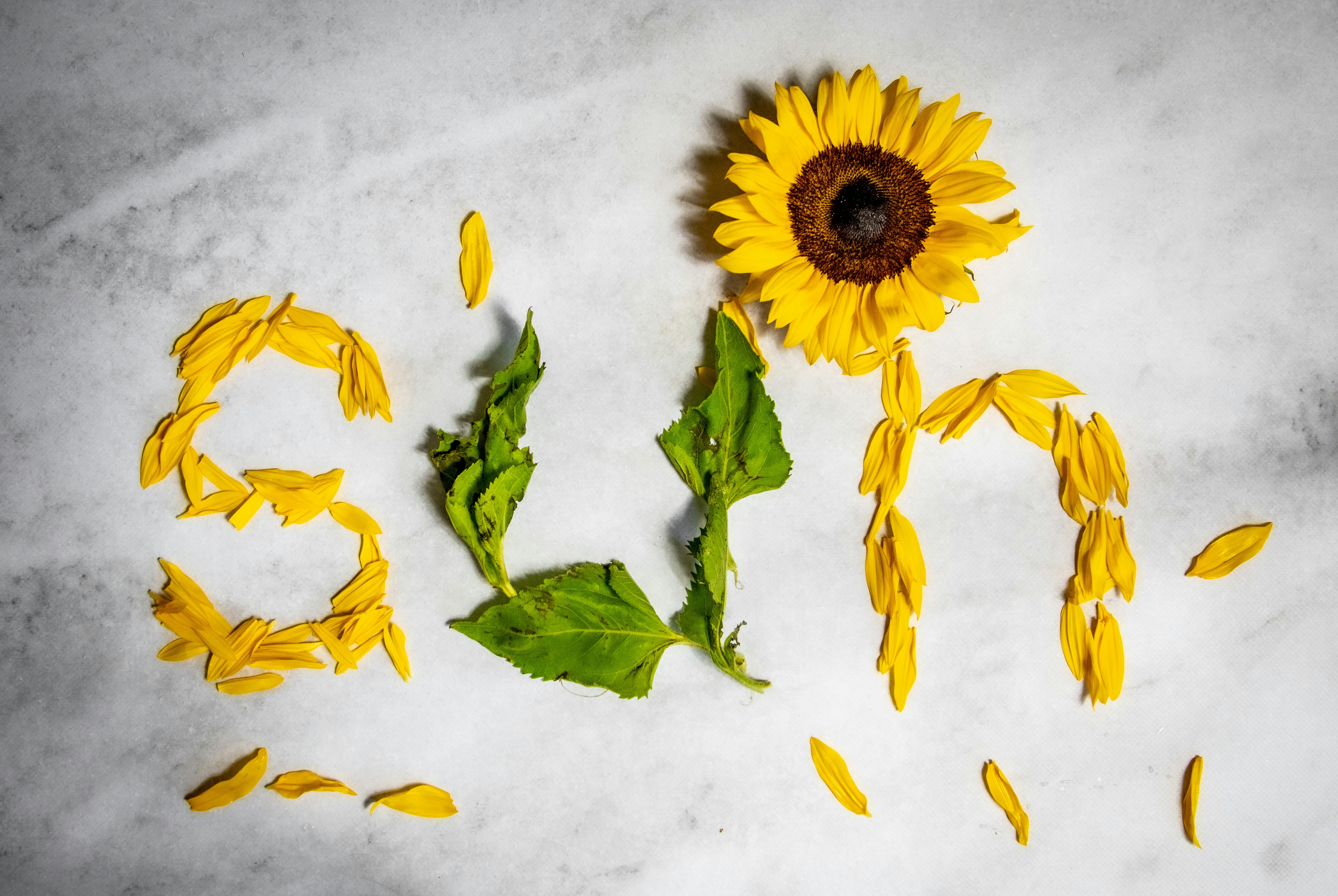 Word Sunflower Photos, Download The BEST Free Word Sunflower Stock ...