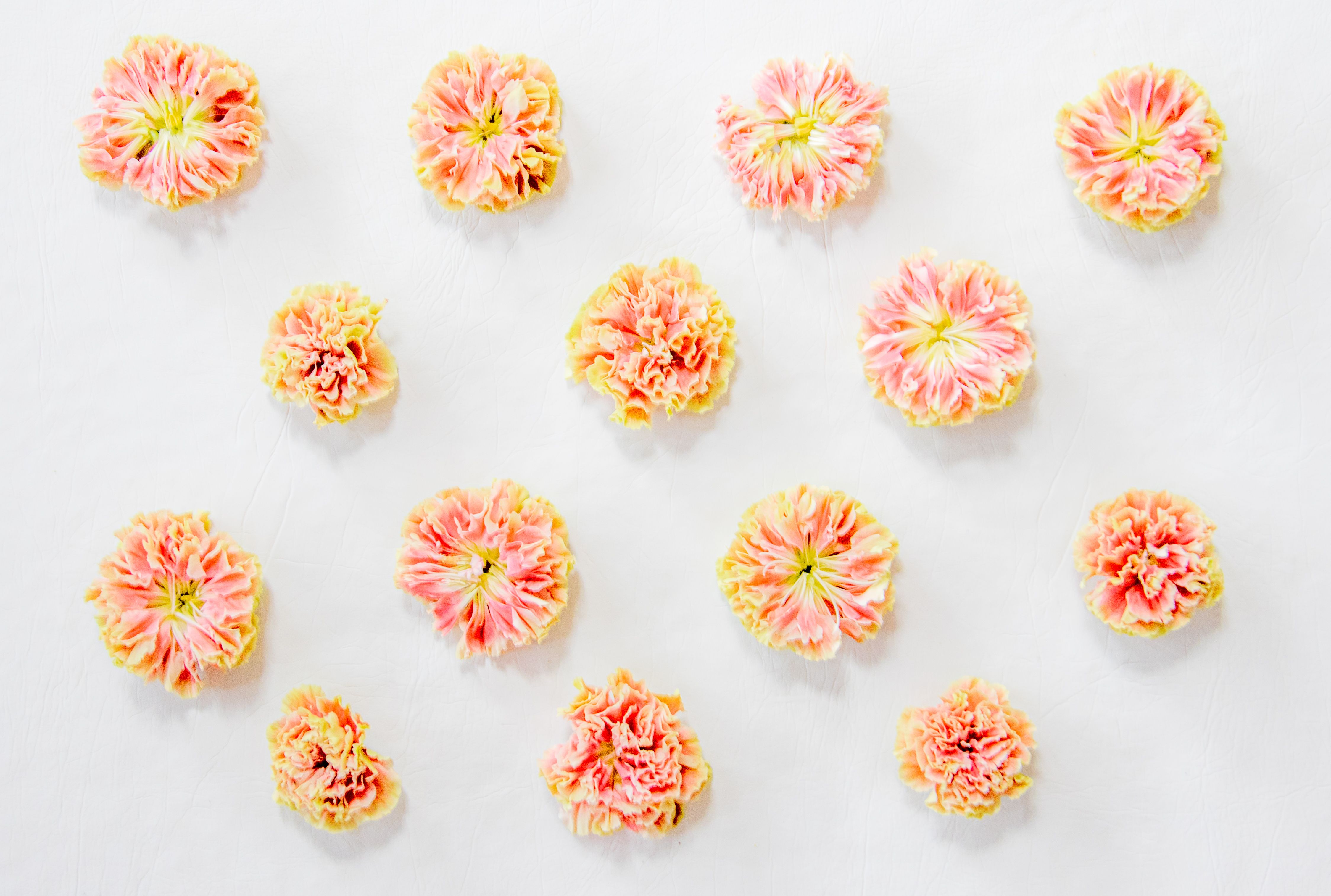 Top View of a Flower and Braille Book · Free Stock Photo
