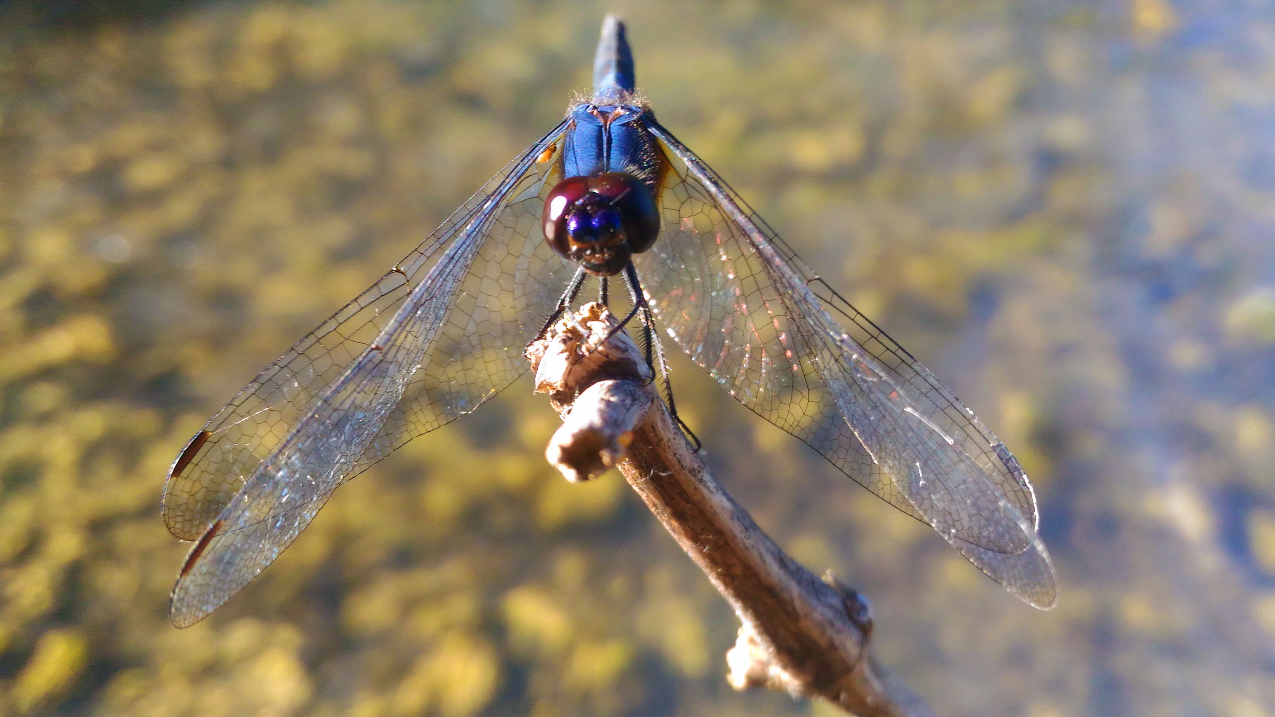 Free stock photo of bugs, dragonfly, dragonfly wing