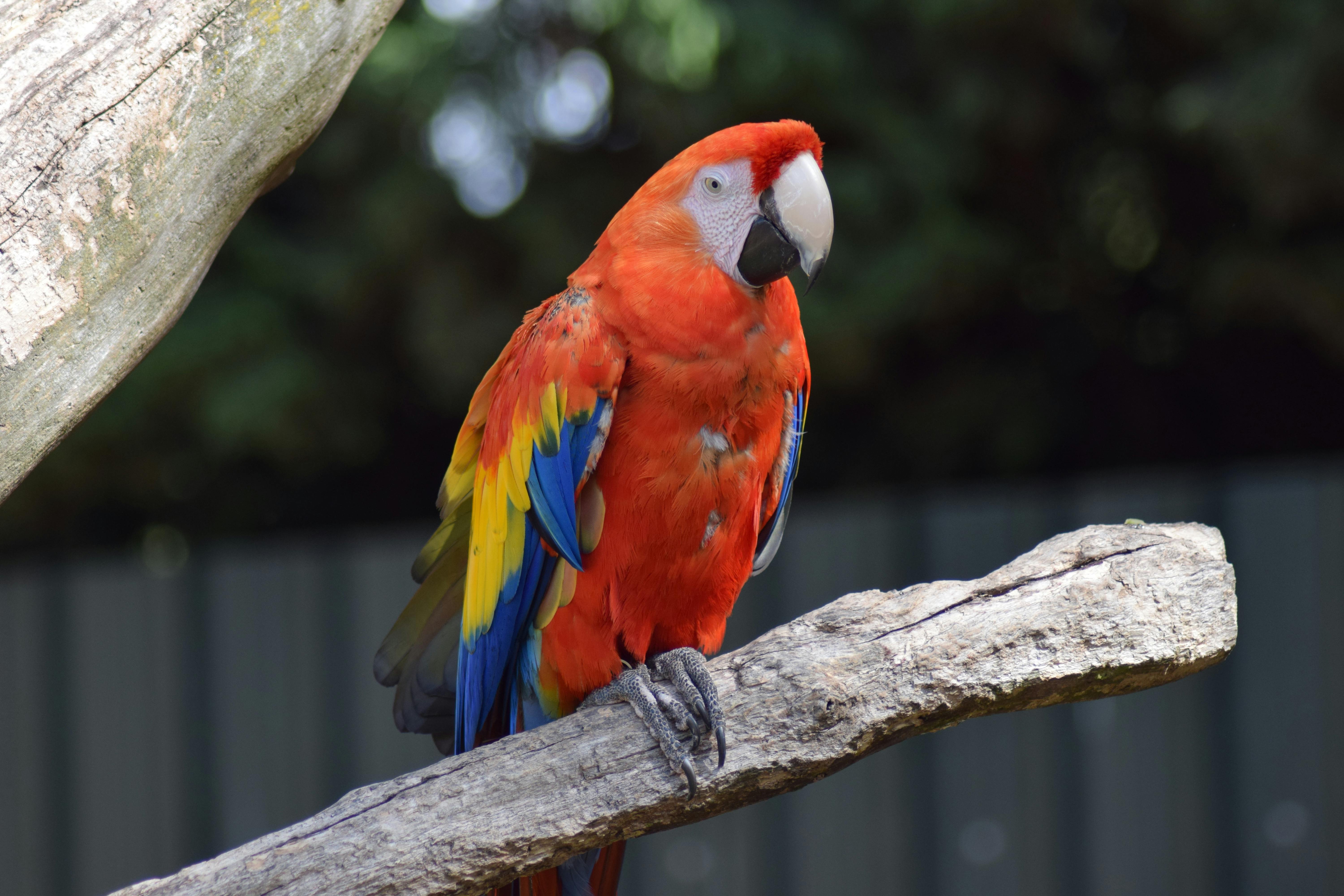 Red Blue and Yellow Macaw on Brown Tree Branch · Free Stock Photo