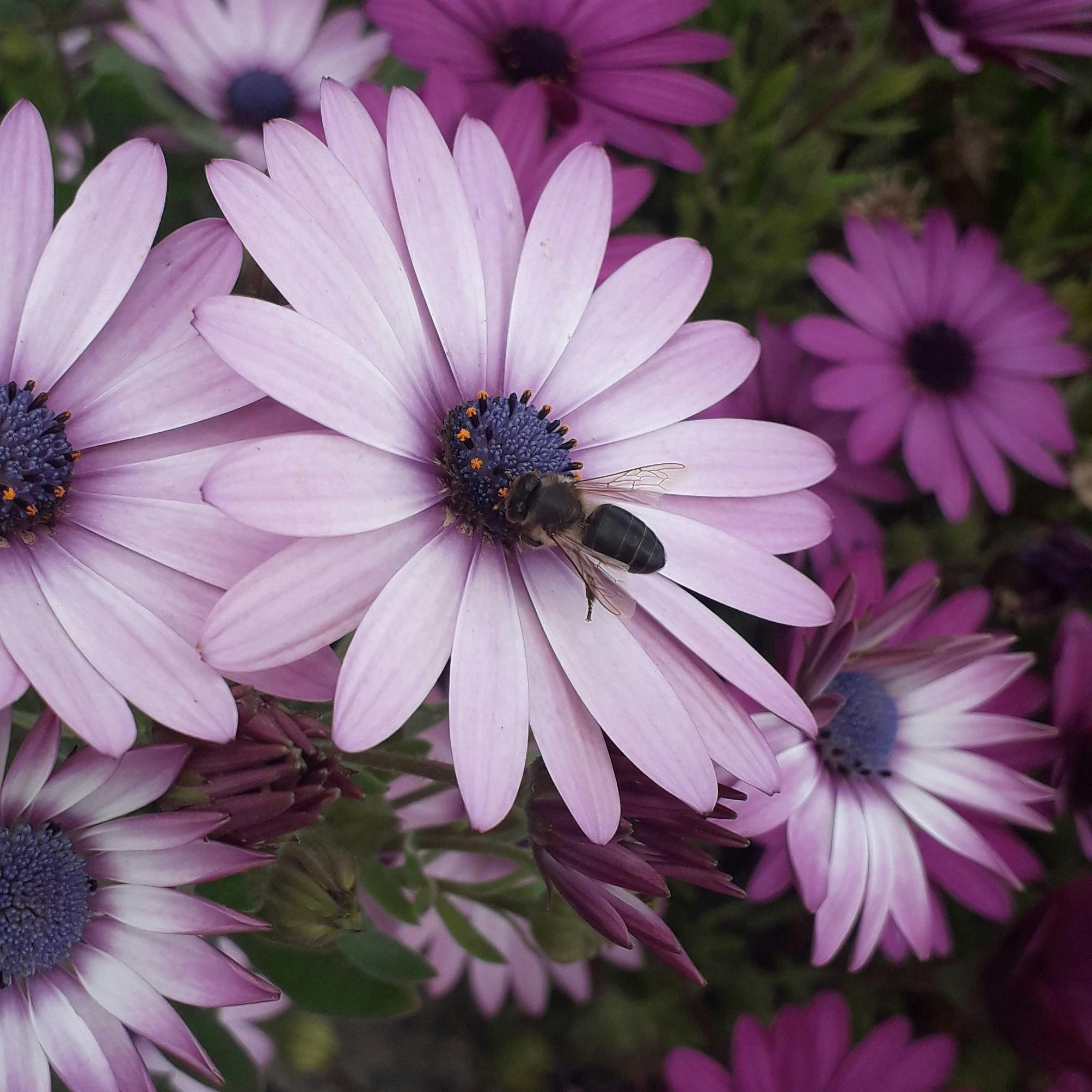 Oileum - Oil & Petroleum Services