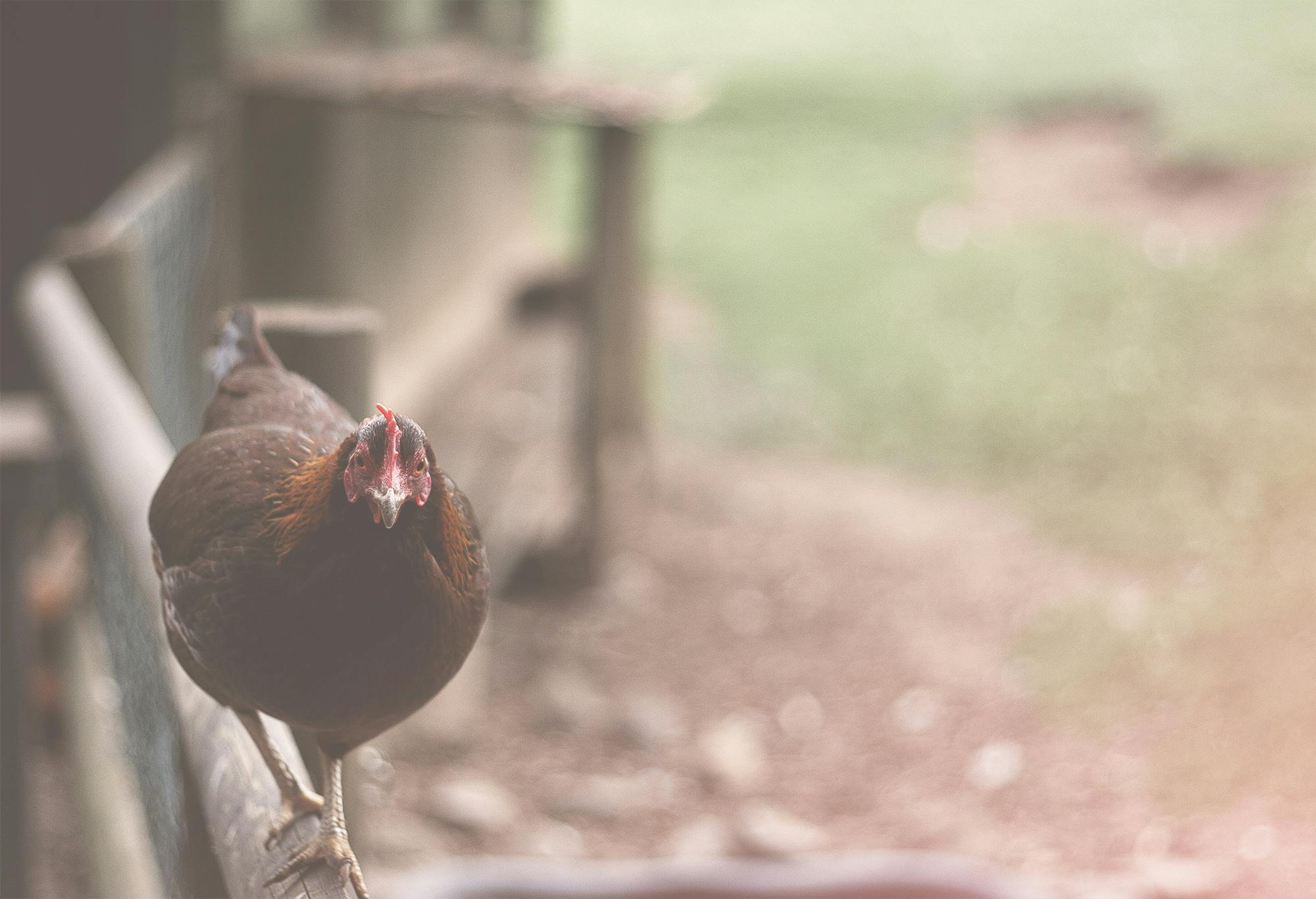 Free stock photo of animal, animals, balancing